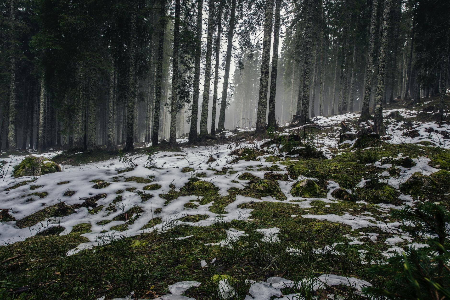 Snow Covered Grass Field · Free Stock Photo Snow Covered Grass Field · Free Stock Photo