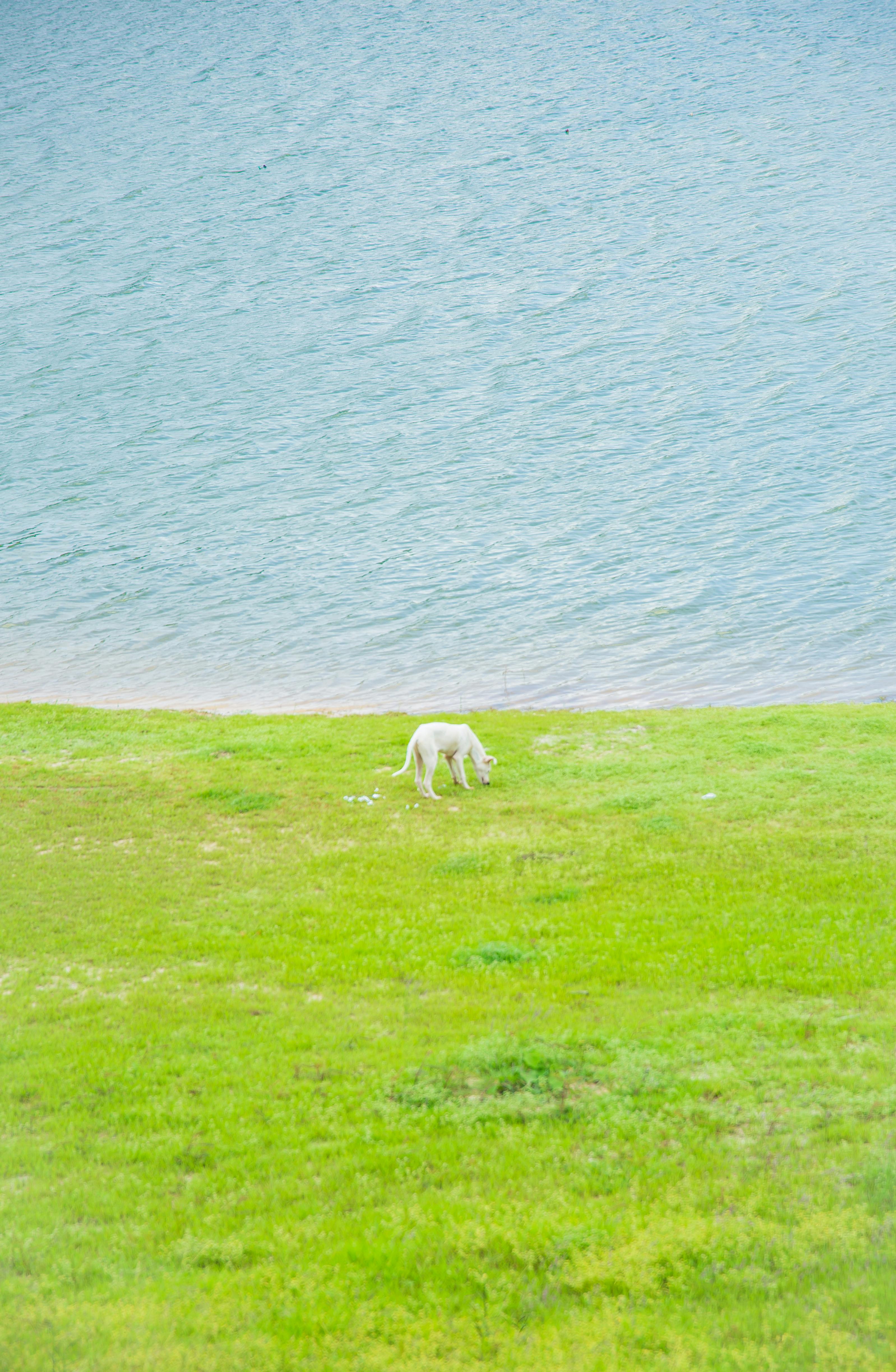 Green Sea Creature Photos, Download The BEST Free Green Sea Creature ...