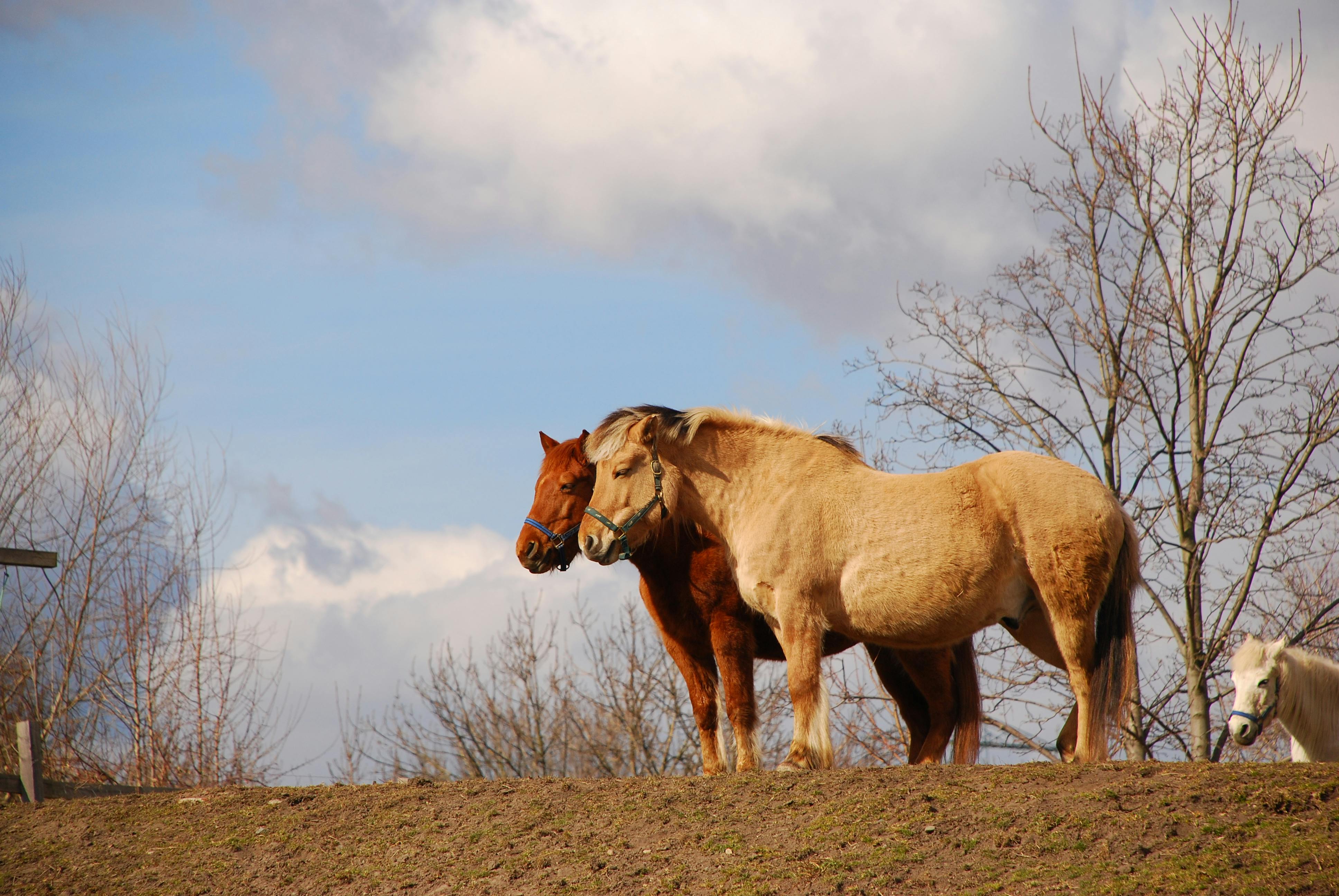 Two Ponies on the Field · Free Stock Photo