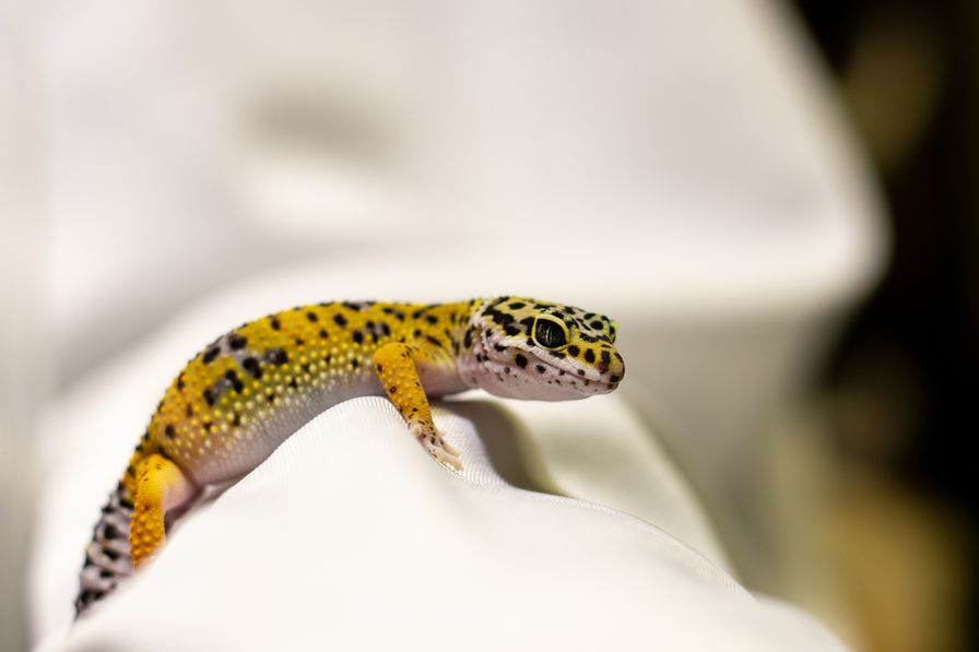 Vietnam Geckos: New Species Discovered in Wild Habitats
