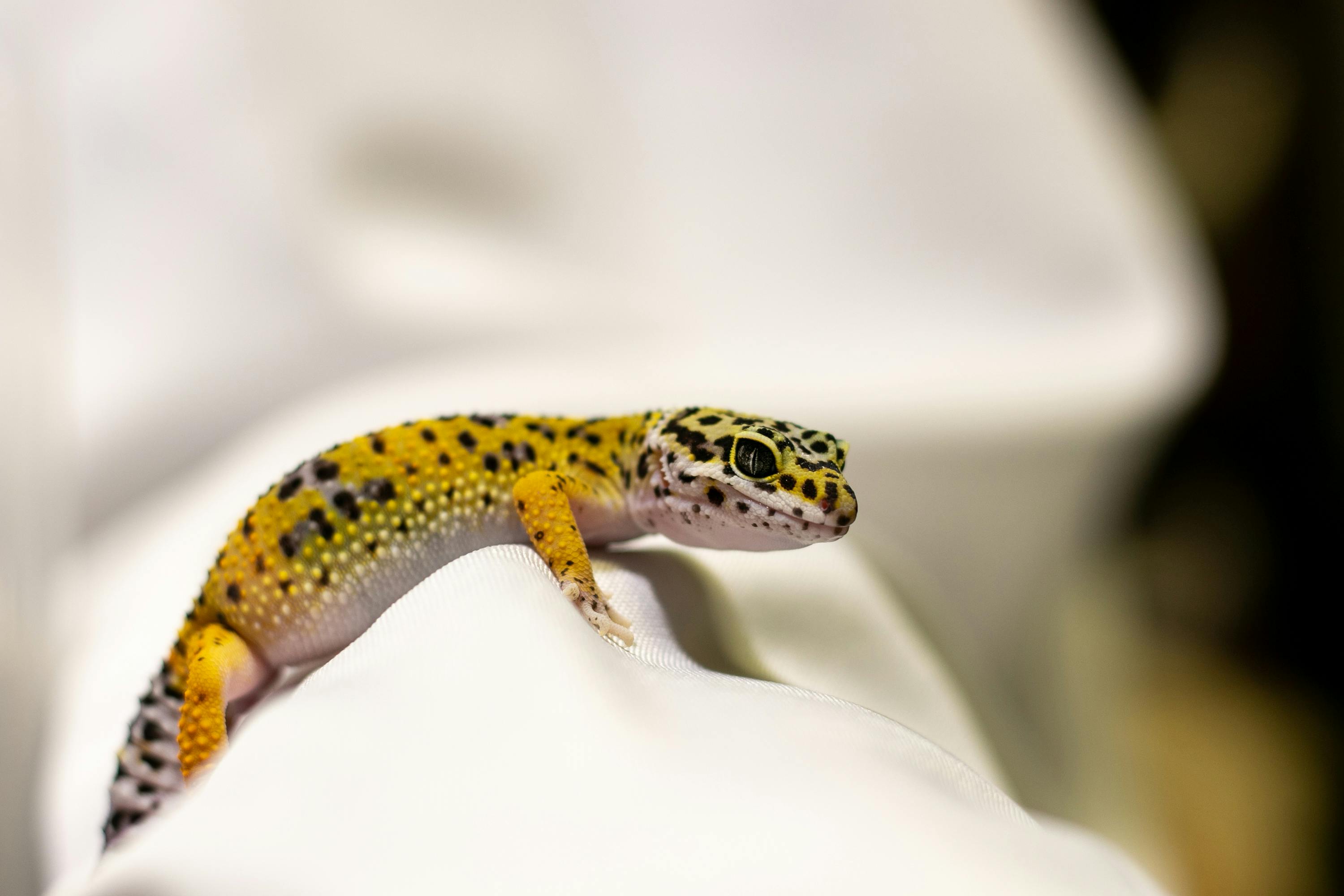 Leopard Gecko Photos, Download The BEST Free Leopard Gecko Stock Photos ...