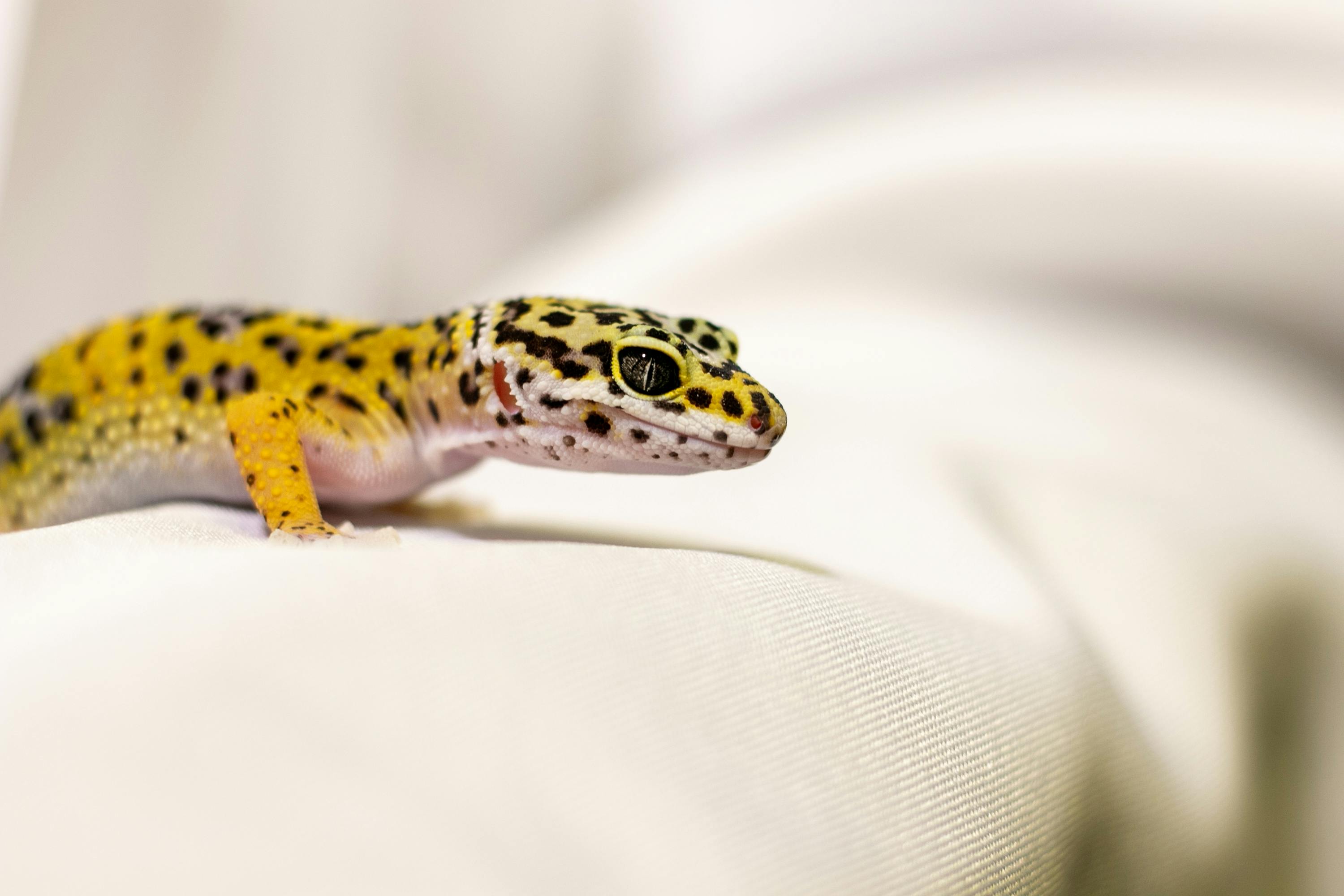 Leopard Gecko Photos, Download The BEST Free Leopard Gecko Stock Photos ...