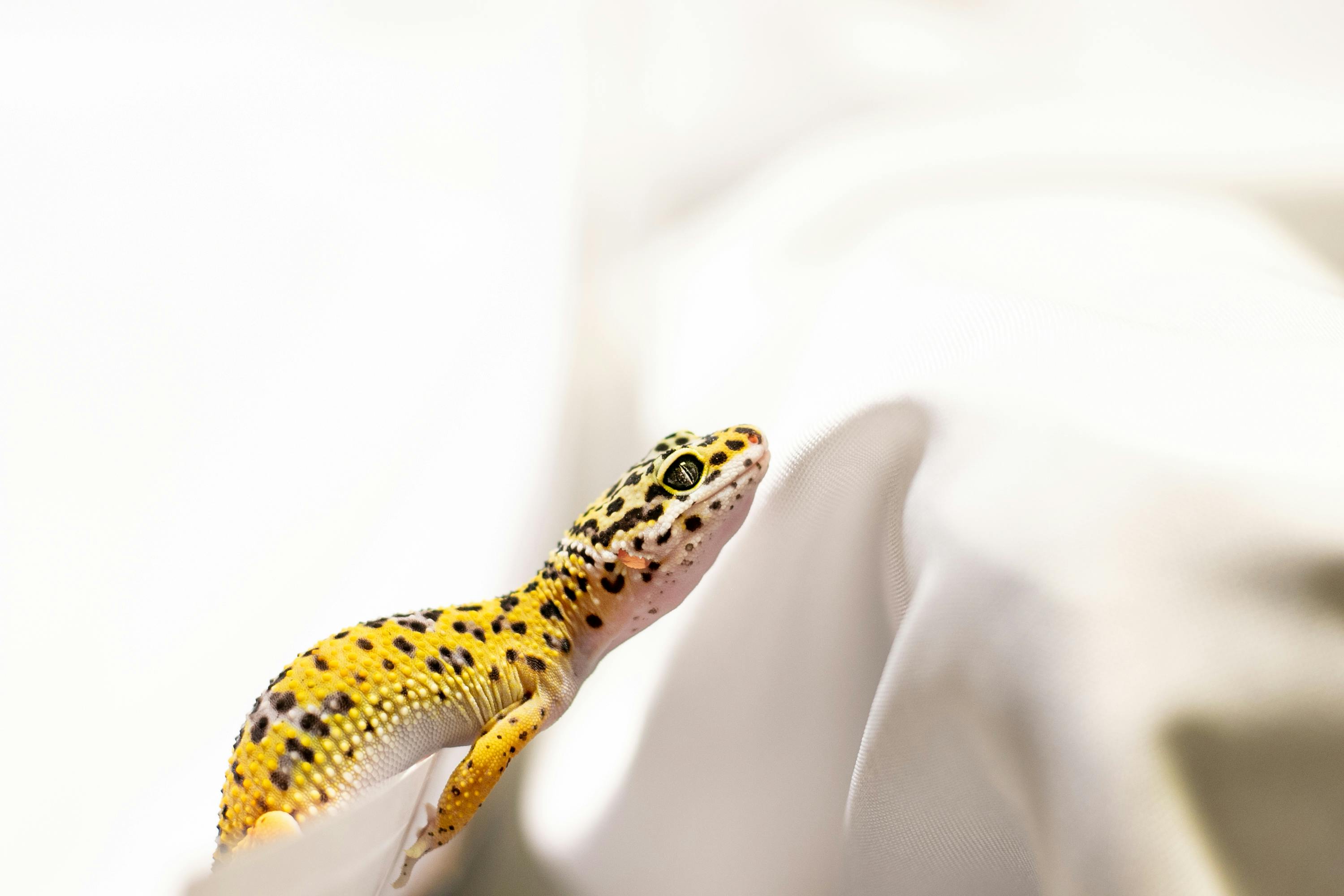 Leopard Gecko Photos, Download The BEST Free Leopard Gecko Stock Photos ...