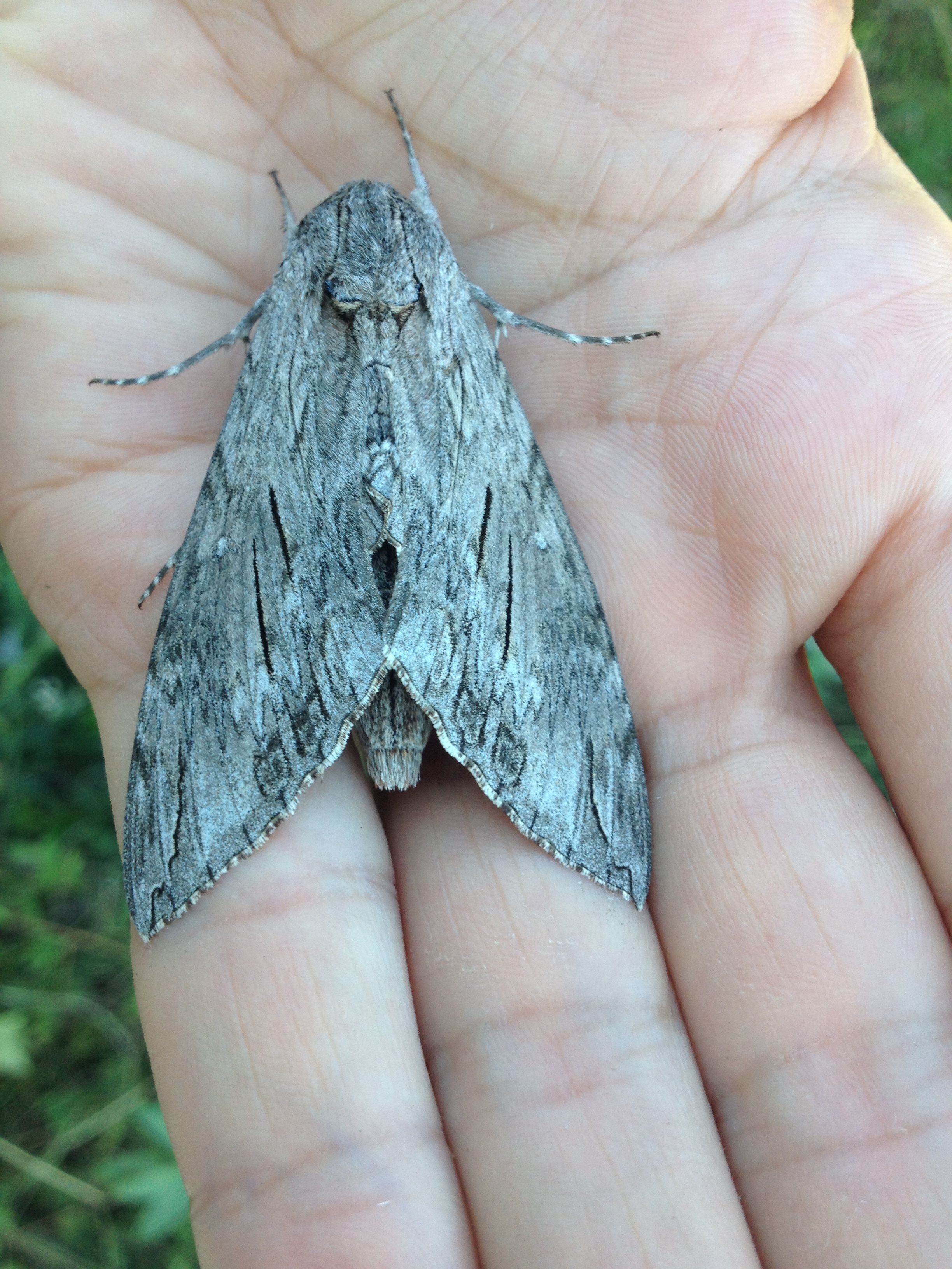 Free stock photo of huge gray butterfly