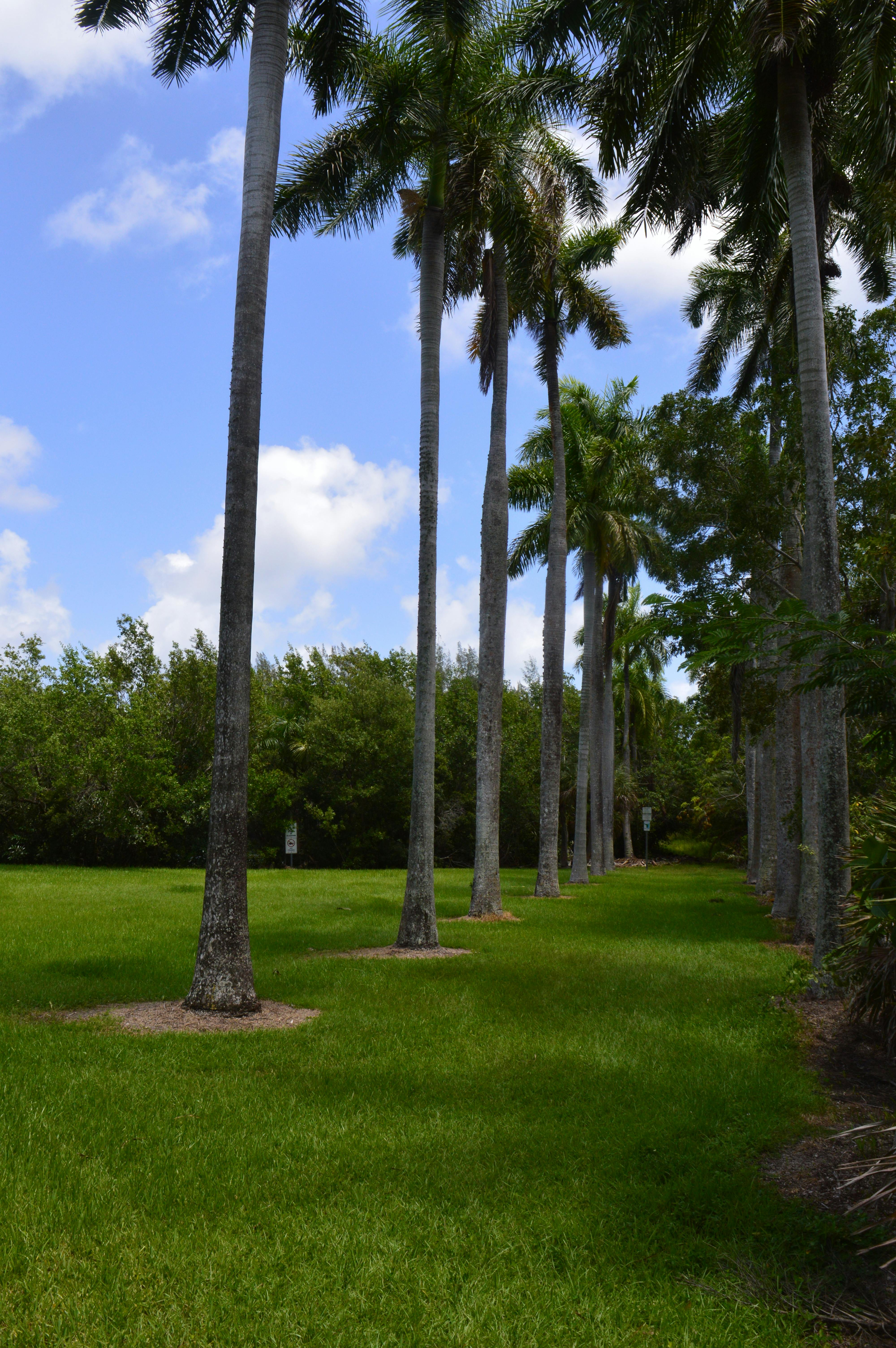 Free stock photo of miami, nature, park