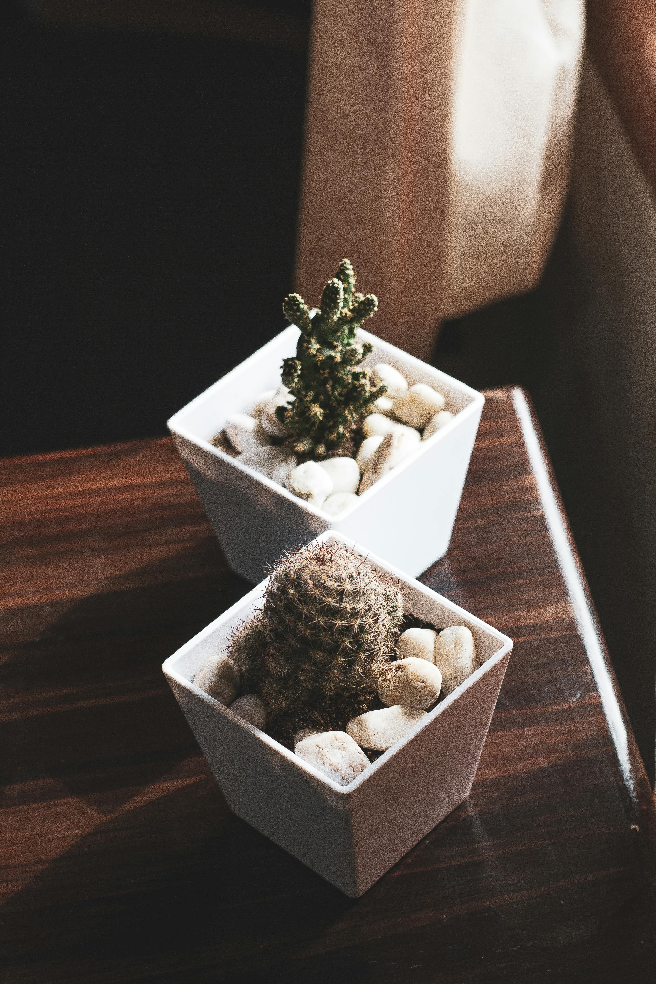 Potted Plant on Table · Free Stock Photo