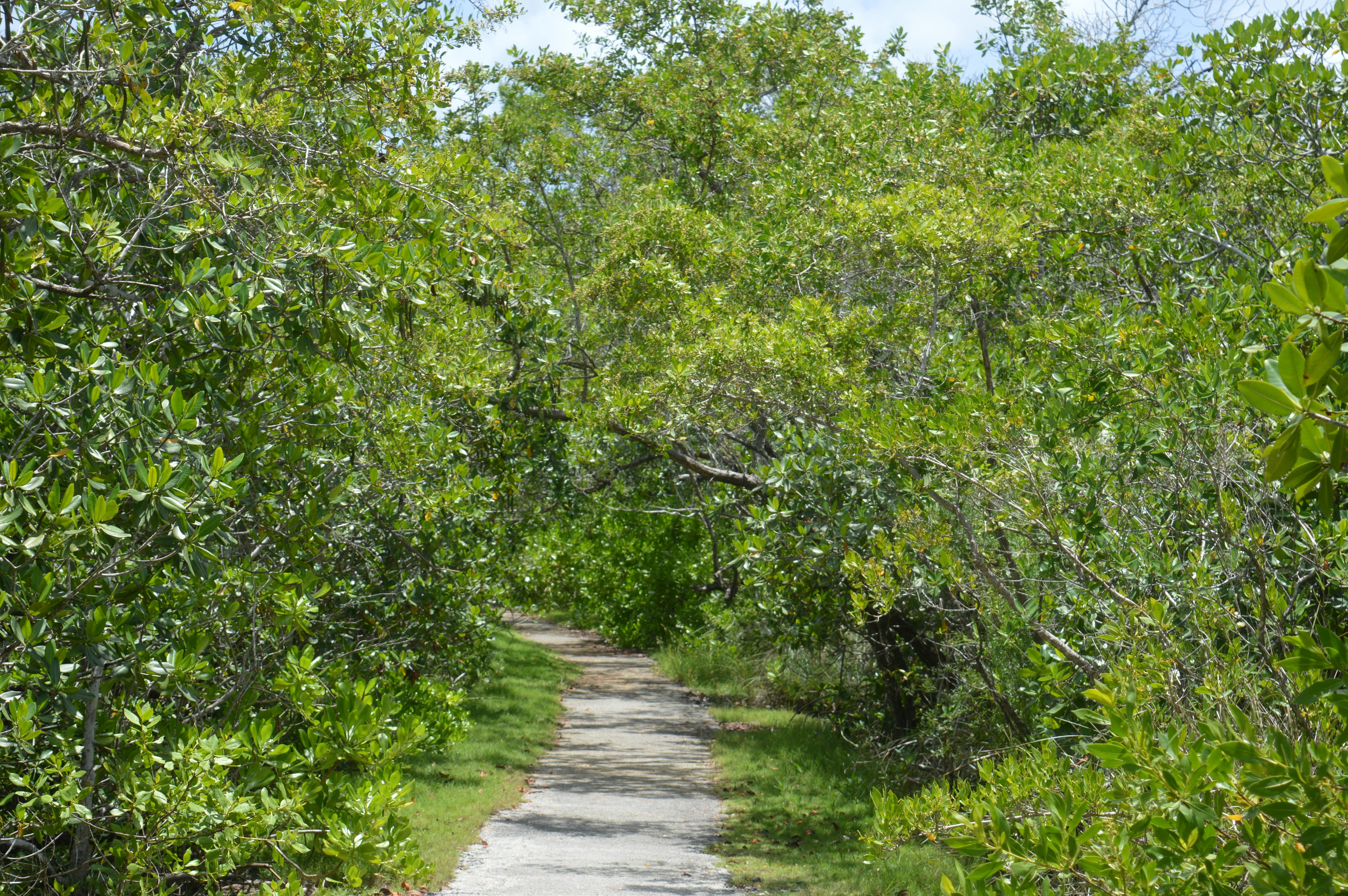 Free stock photo of miami, nature, park