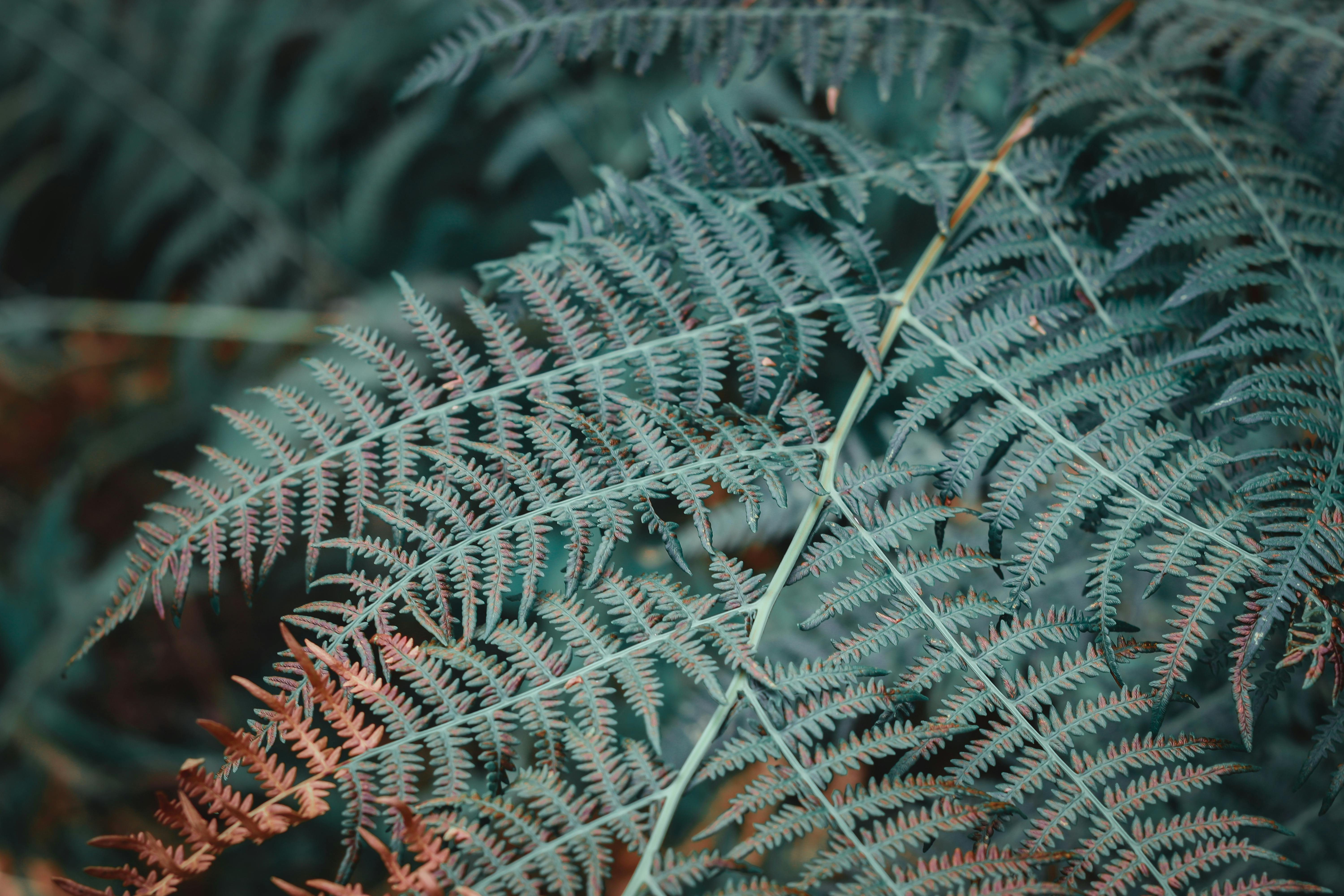 Close-up Photo of a Fern Leaf · Free Stock Photo