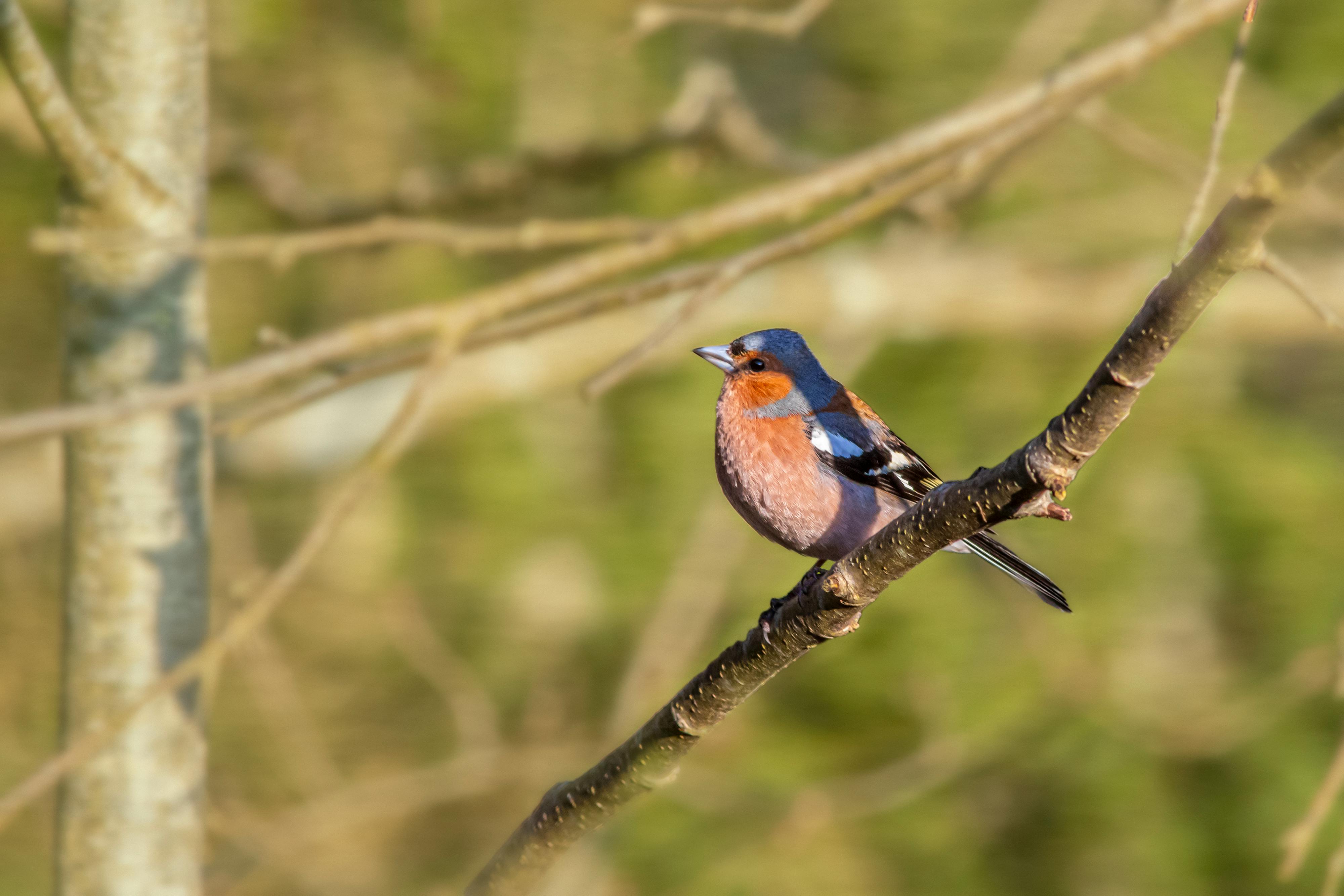 Chaffinch Photos, Download The BEST Free Chaffinch Stock Photos & HD Images