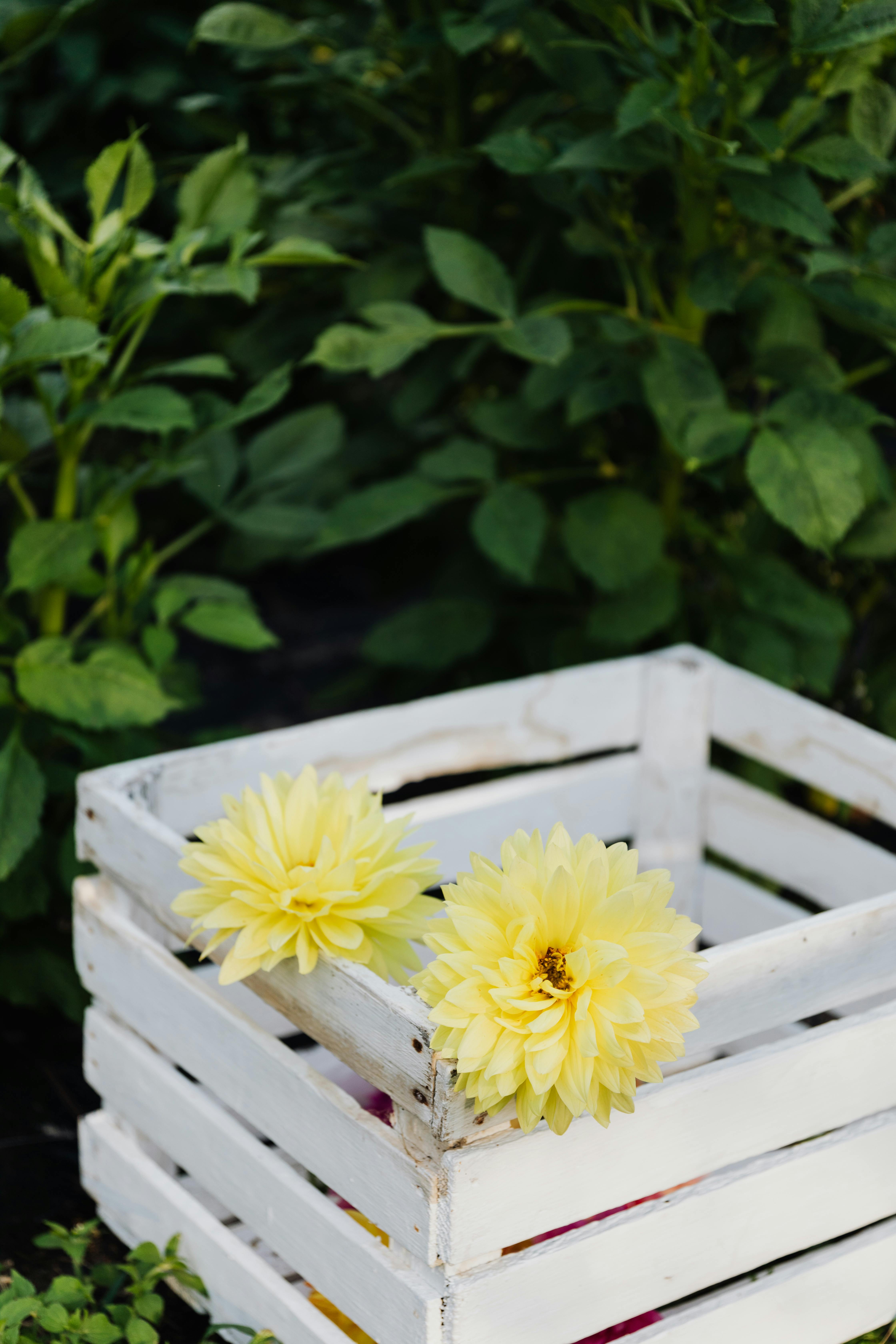 Yellow Crate Photos, Download The BEST Free Yellow Crate Stock Photos ...