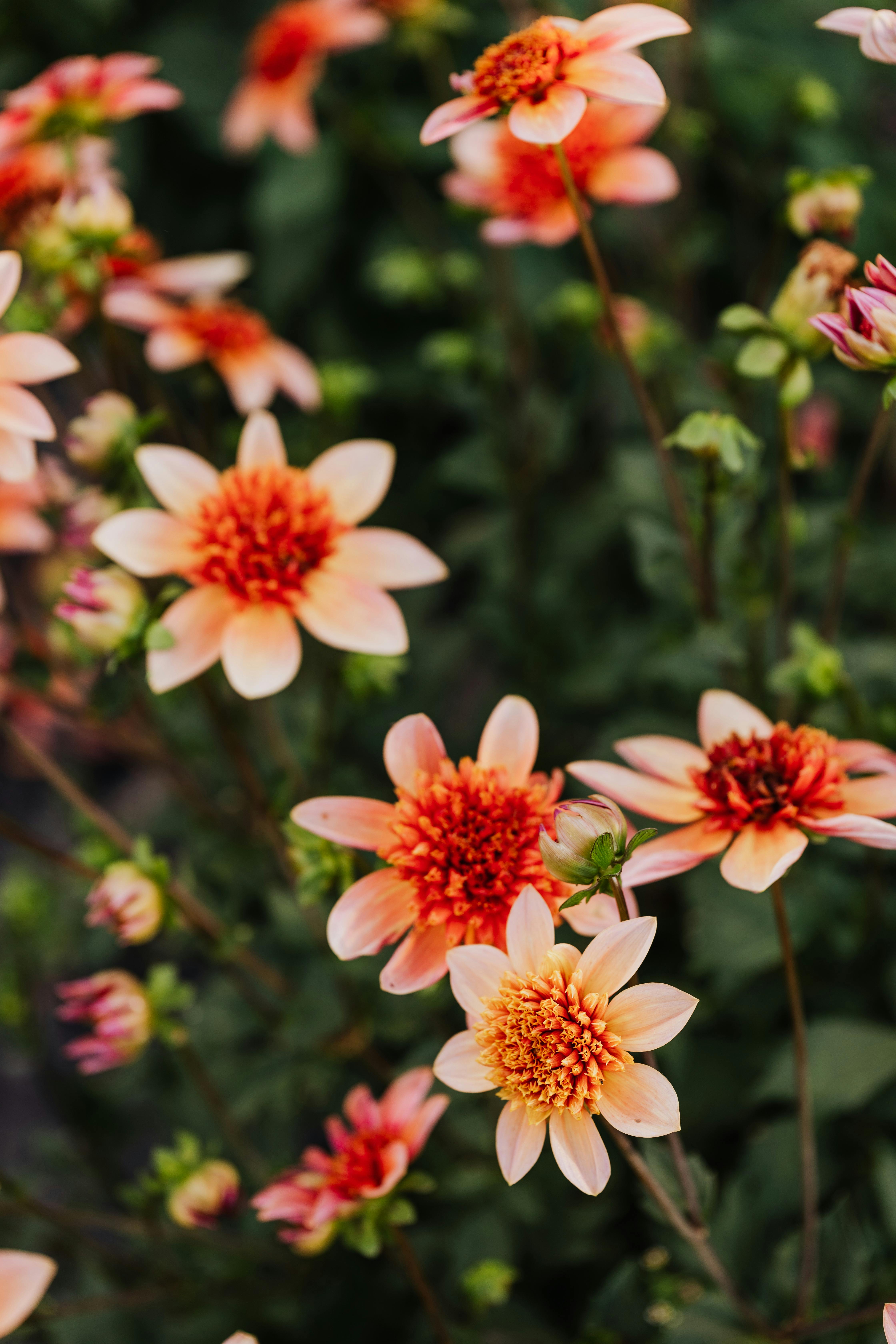 Close-up of Dahlia Blooming Outdoors · Free Stock Photo