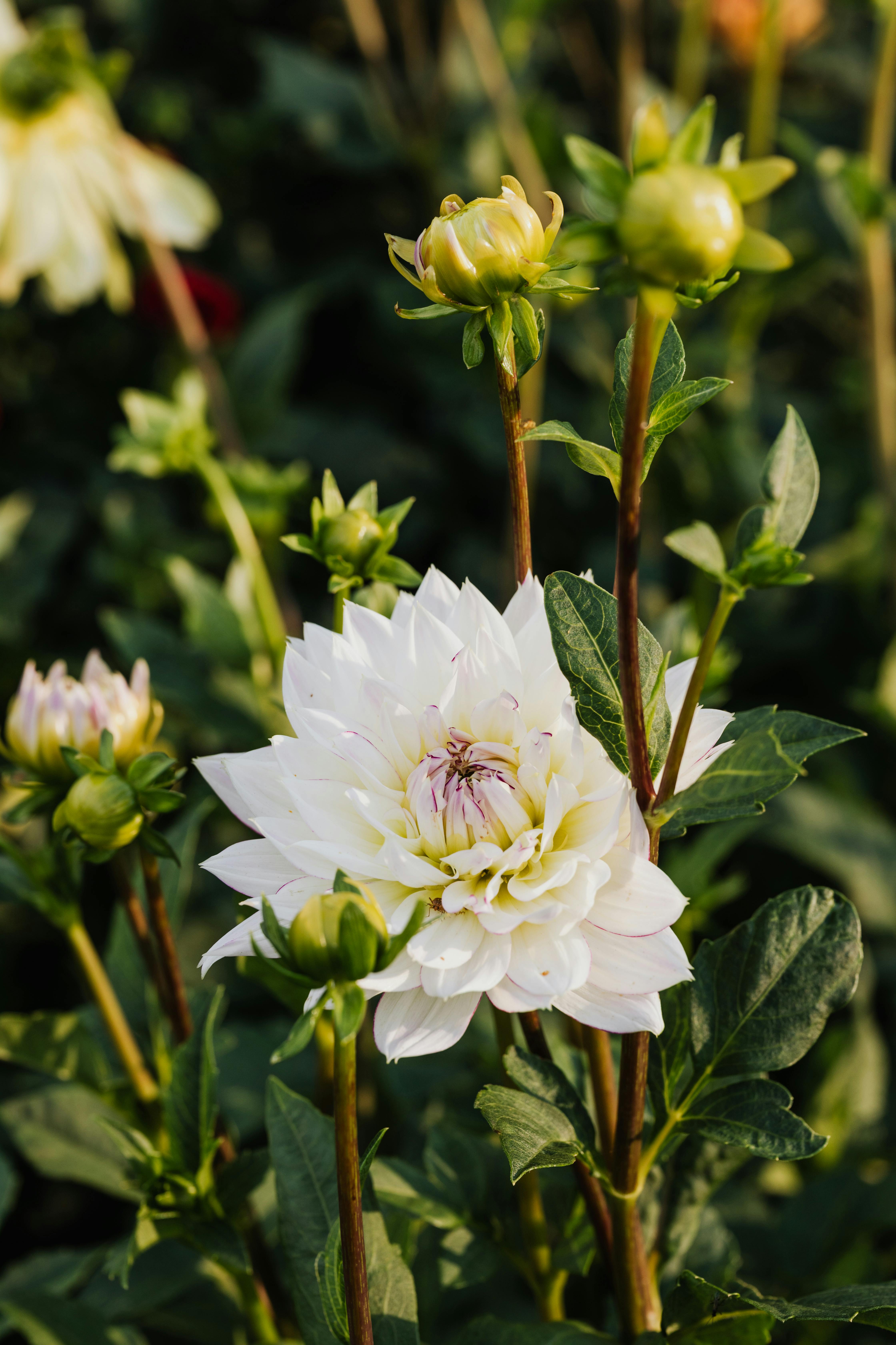 Close Up of Dahlia Flower · Free Stock Photo