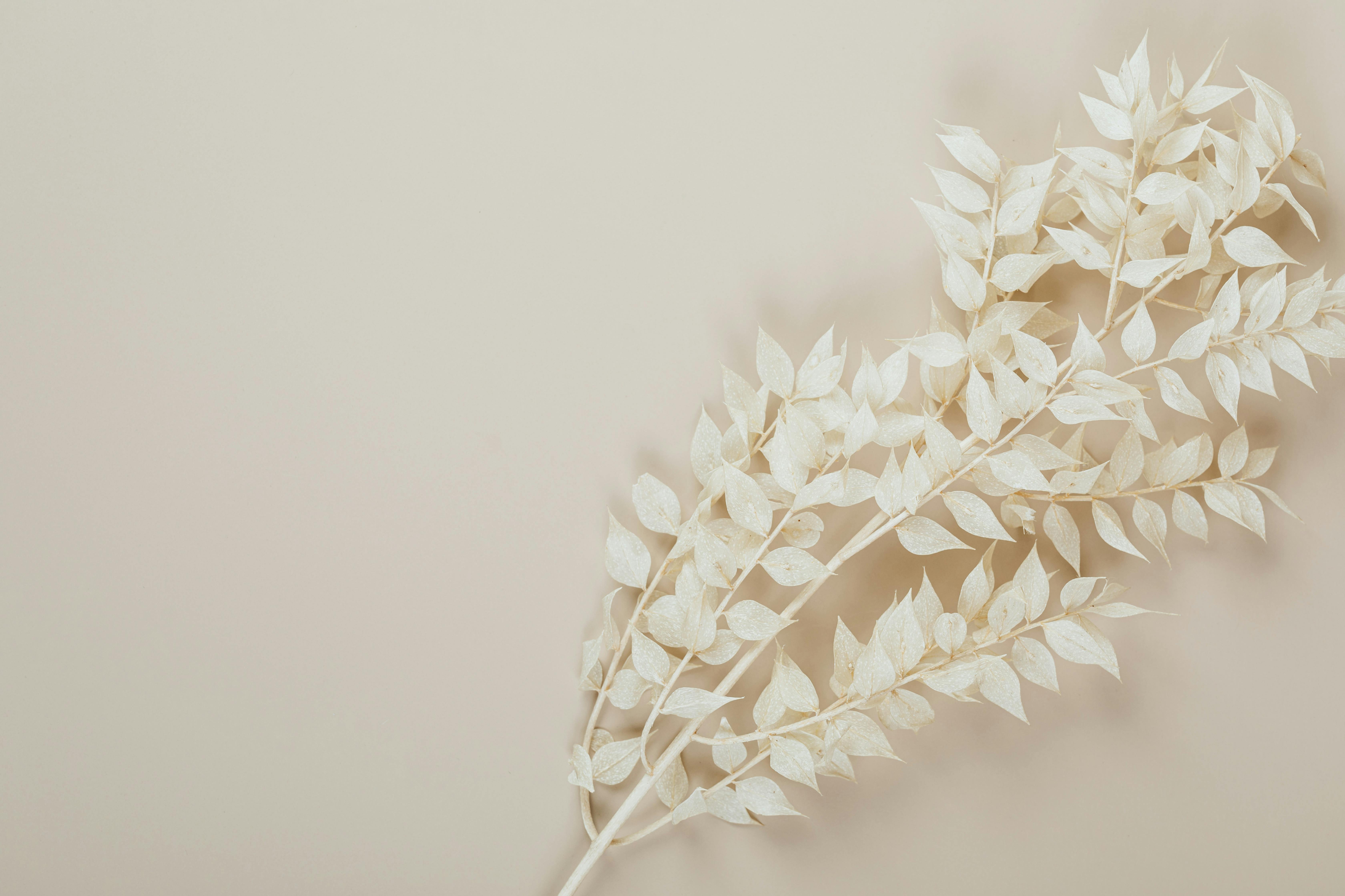 Photo of White Leaves · Free Stock Photo