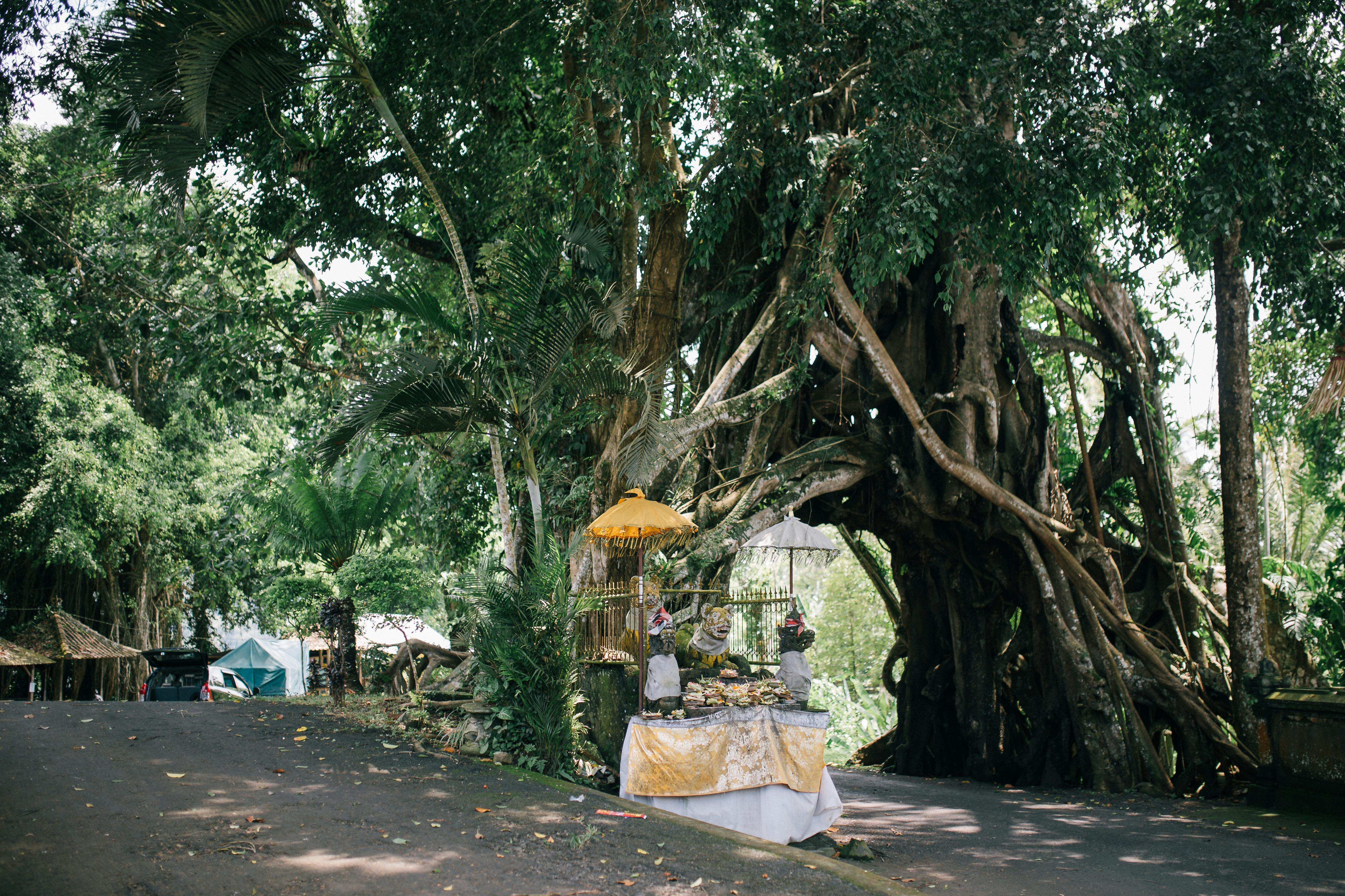 Old Tree Arch in Tropical Forest · Free Stock Photo