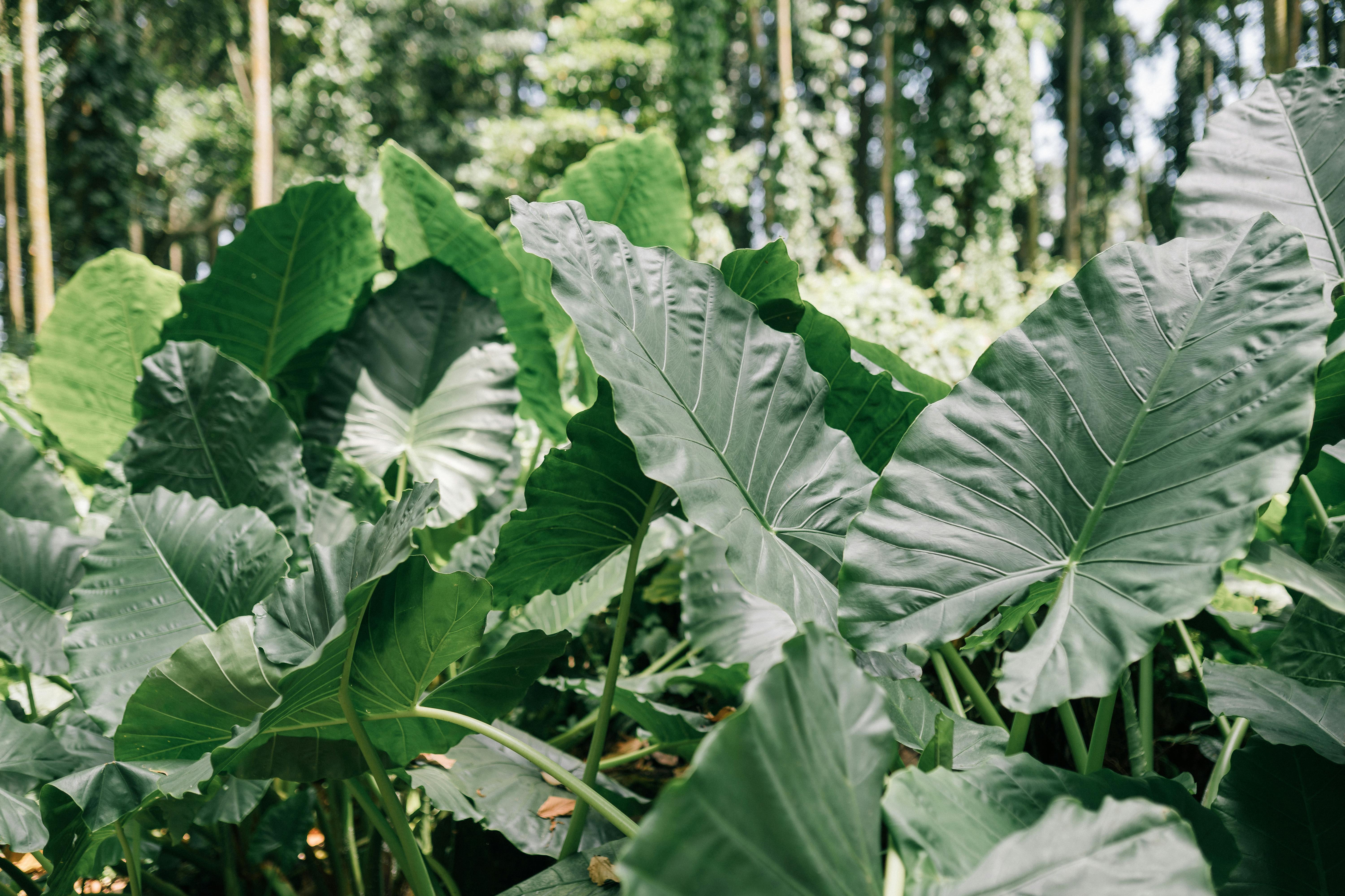 Sun Rainforest Photos, Download The BEST Free Sun Rainforest Stock ...