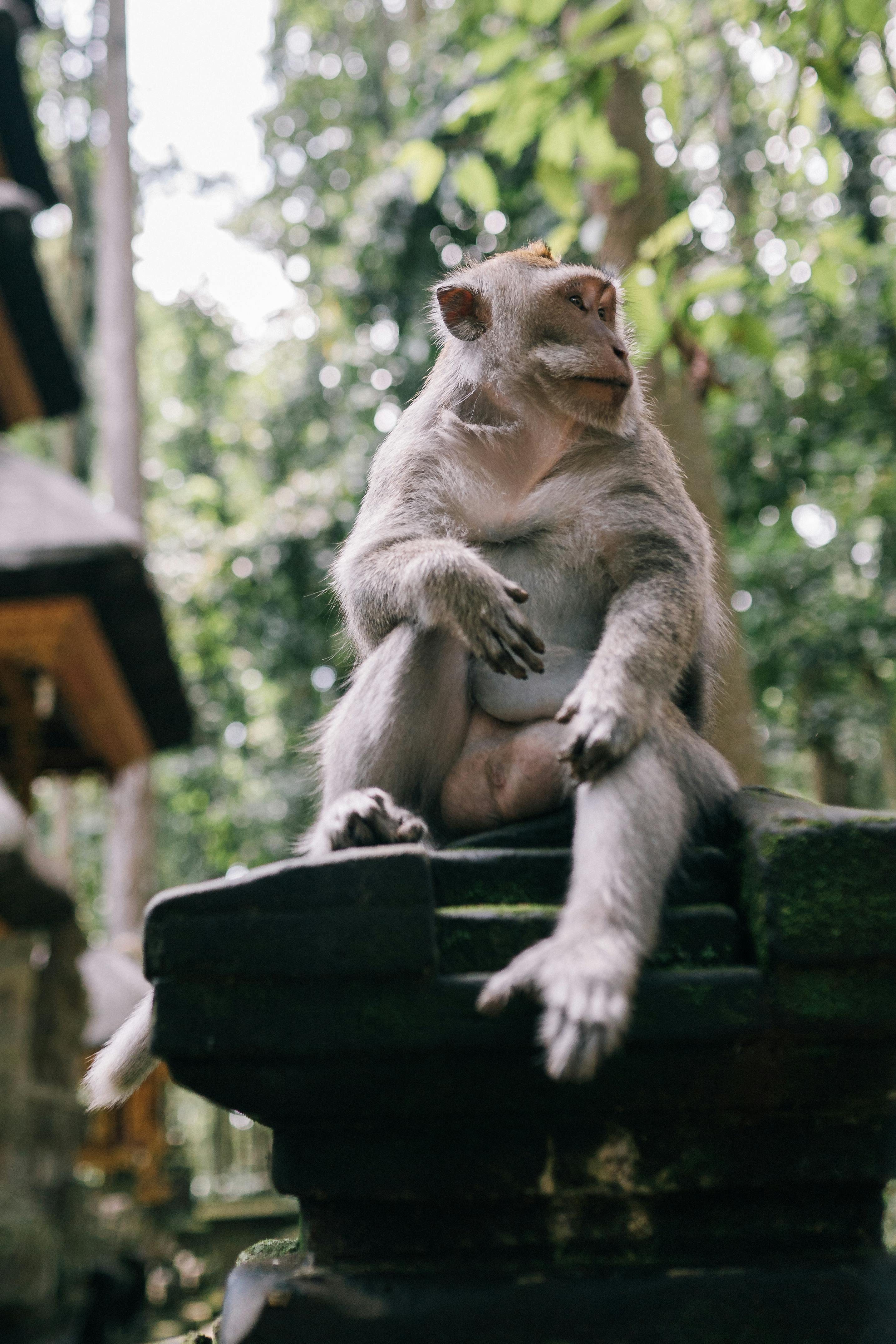 Monkey On Rock Photos, Download The BEST Free Monkey On Rock Stock ...