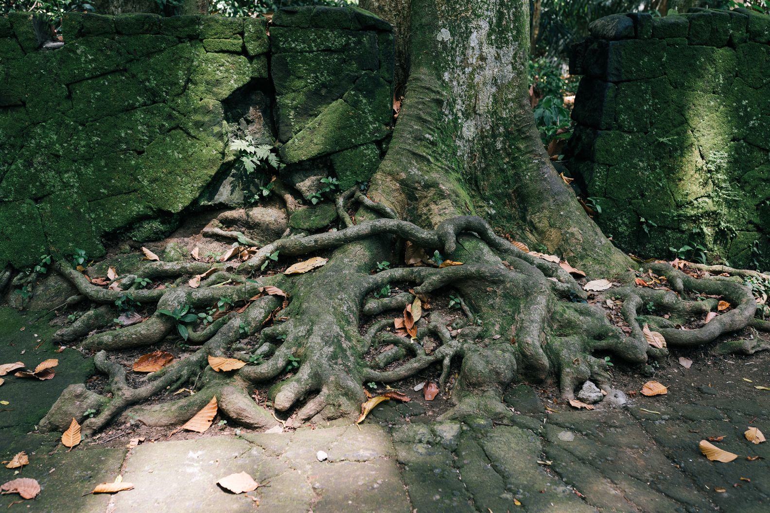 Root System of Birch Trees: Traits, Care, and Growth Tips