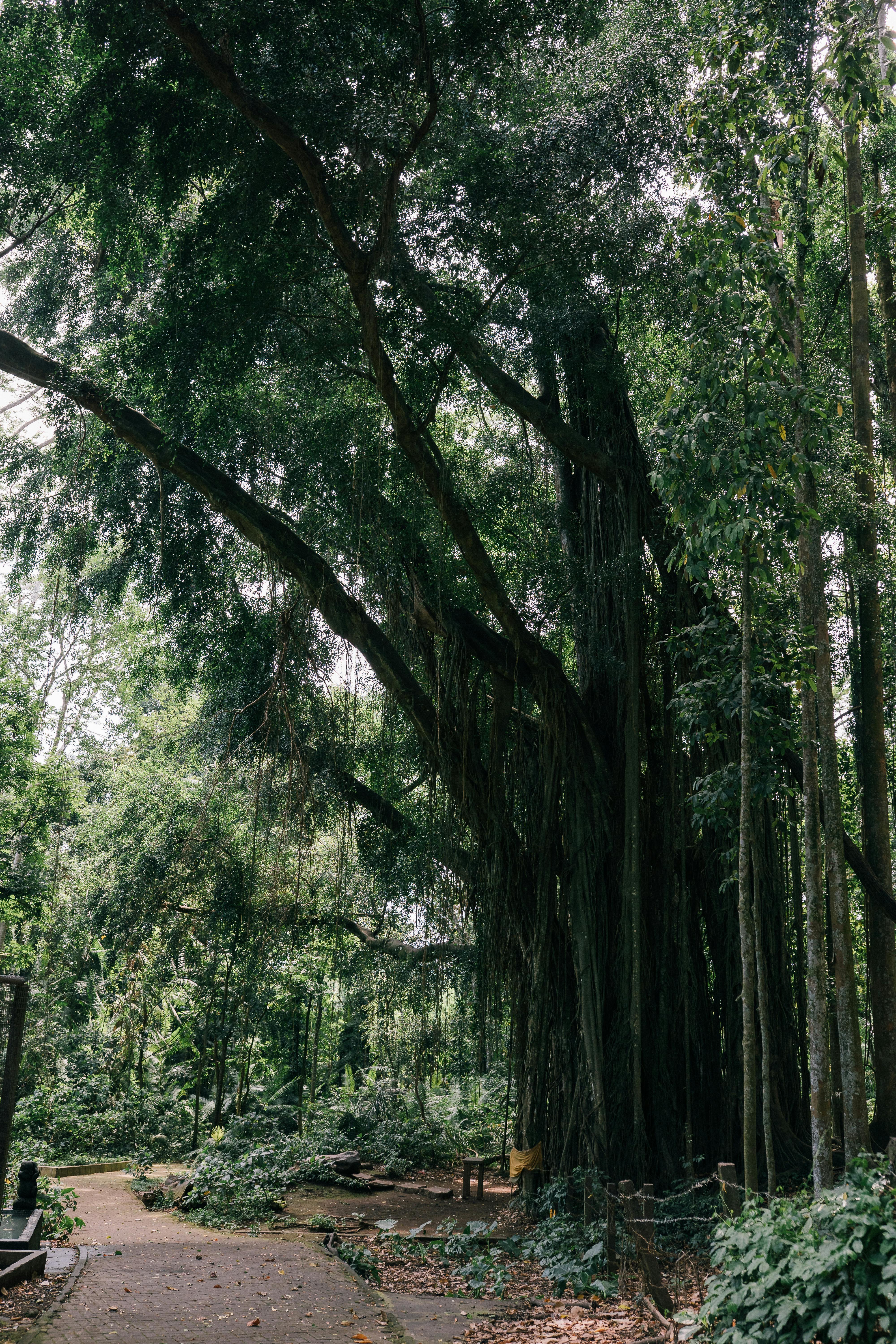 Tall Trees over Footpath in Park · Free Stock Photo
