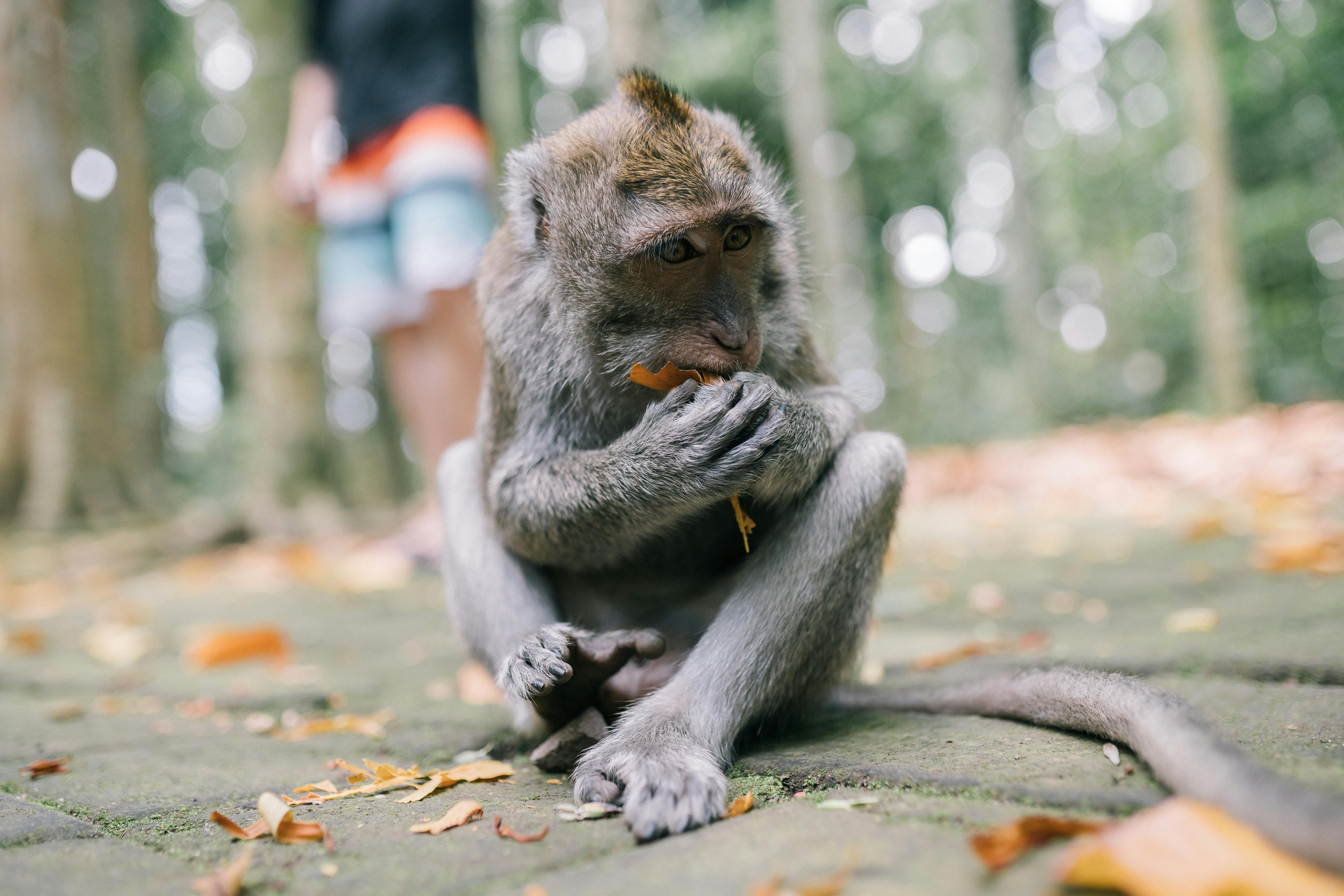 Close-Up Shot of a Monkey Eating · Free Stock Photo