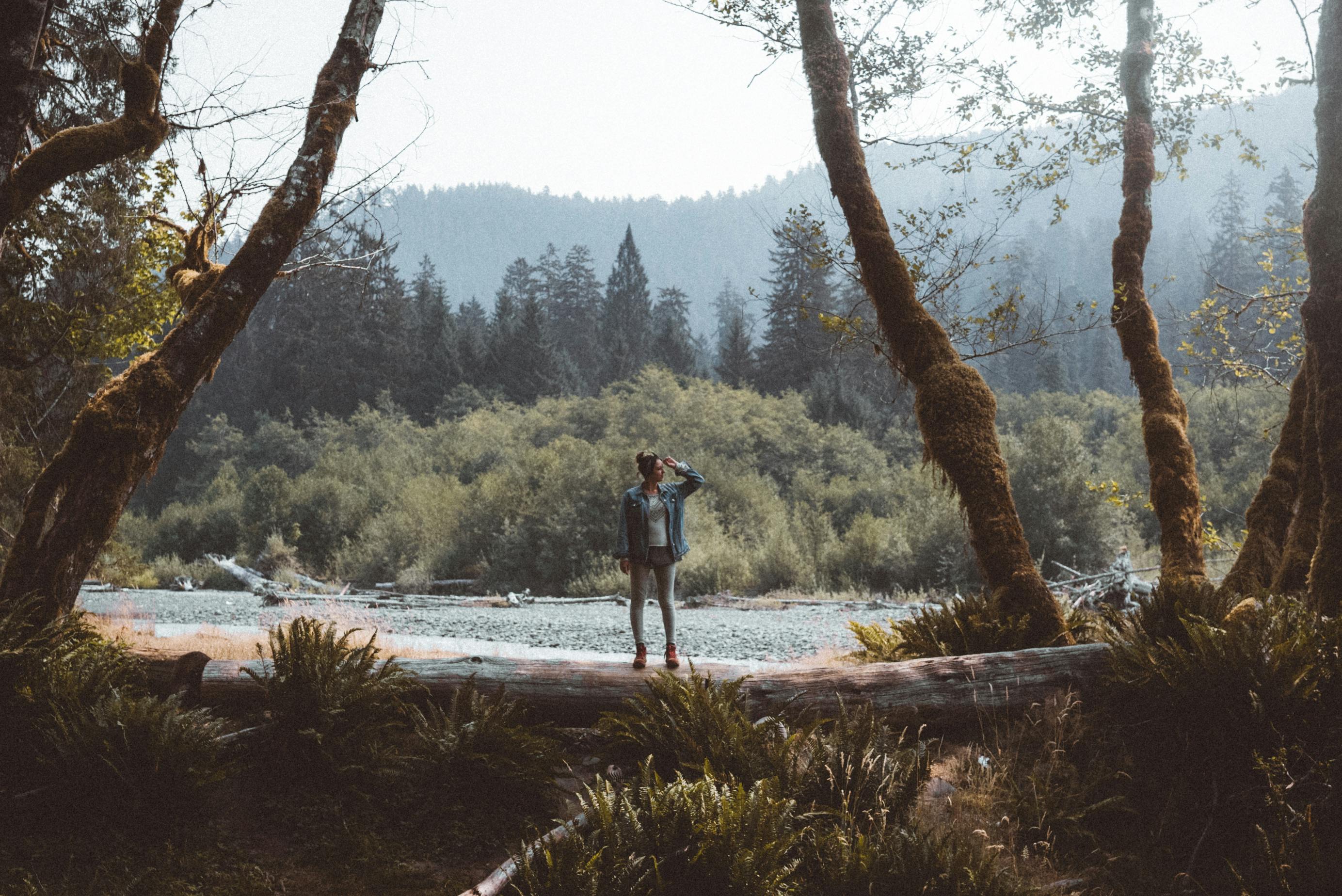 1000+ Great Forest Walk Photos · Pexels · Free Stock Photos