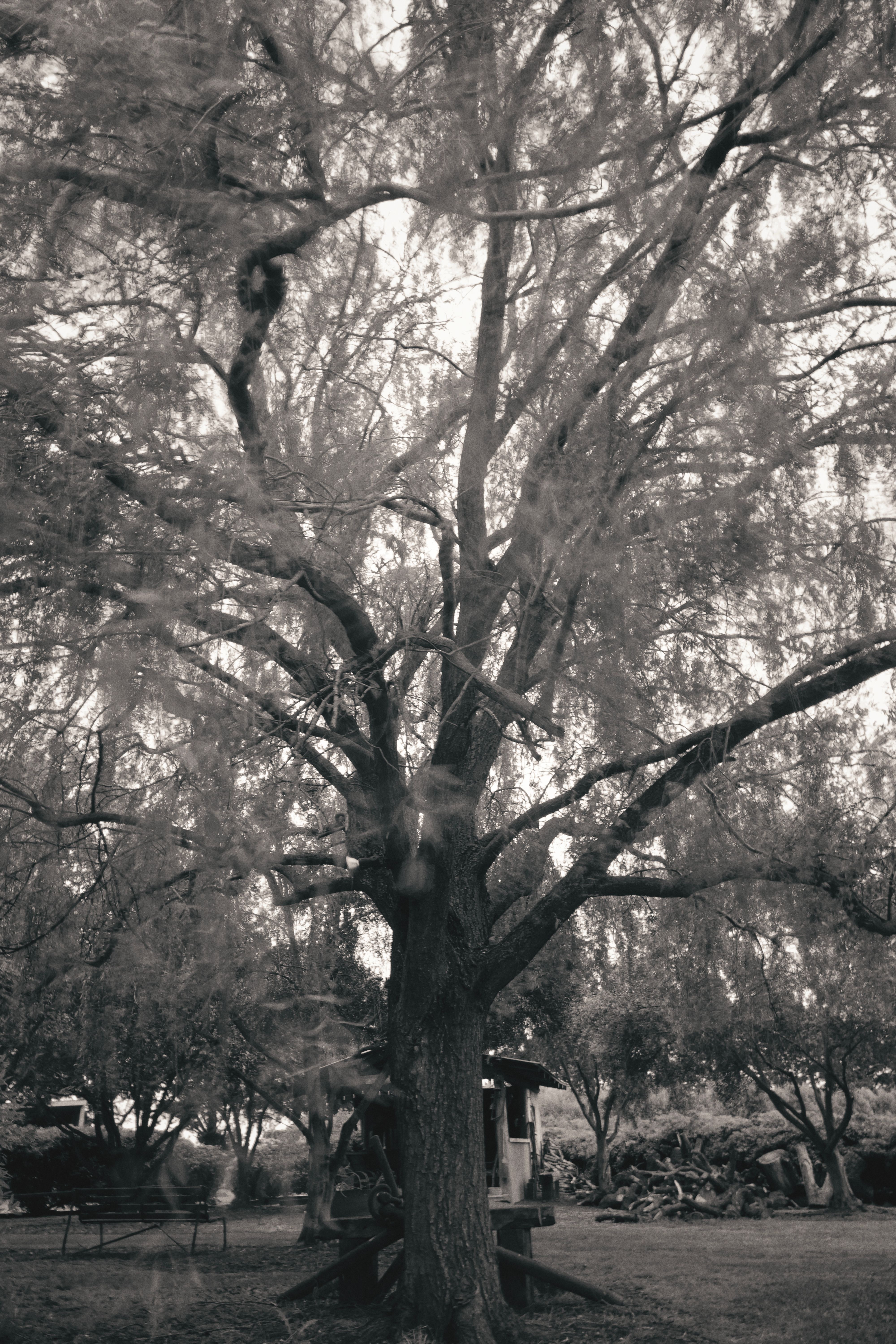 Grayscale Photo of Trees · Free Stock Photo