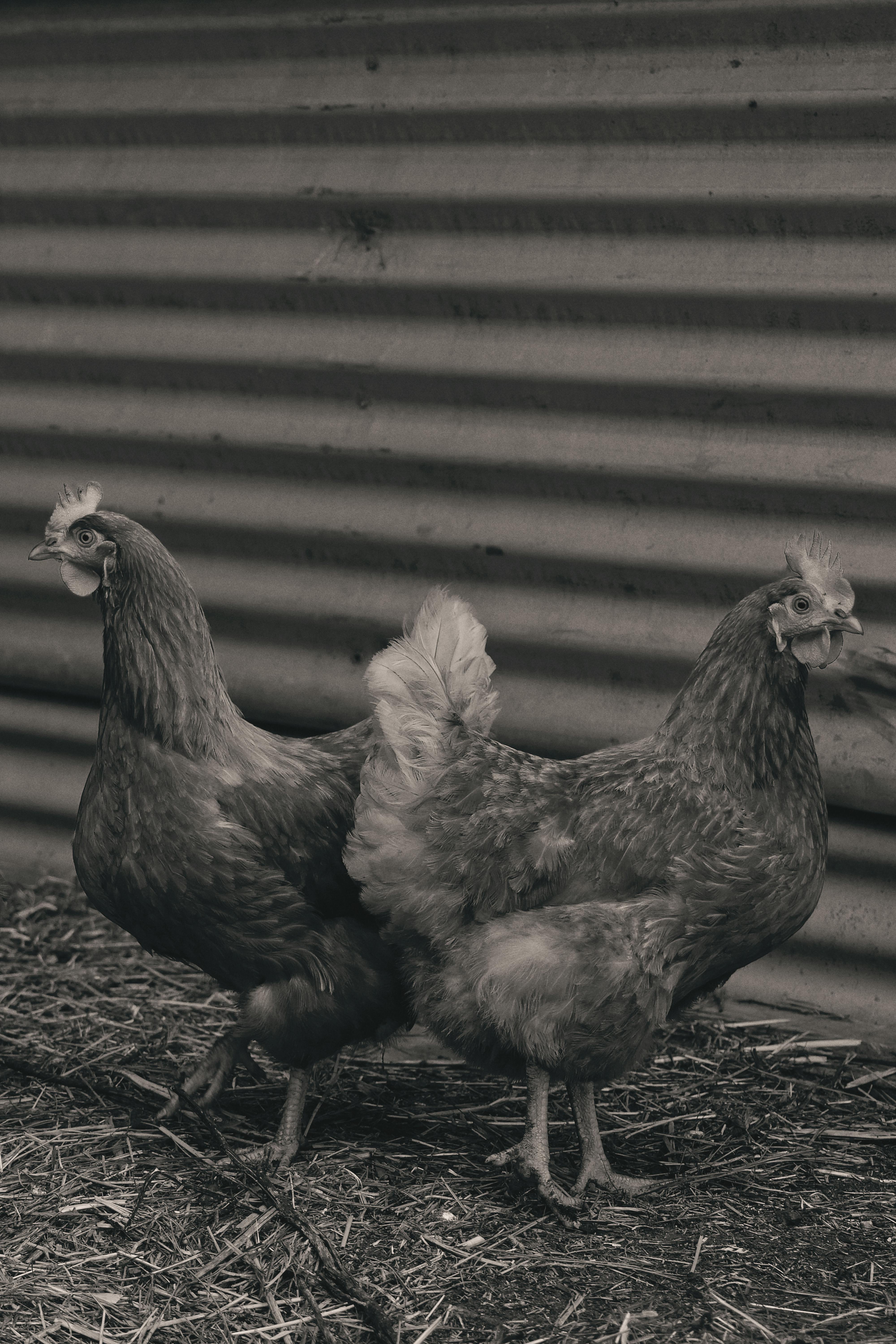 Grayscale Photo of Two Chicken · Free Stock Photo