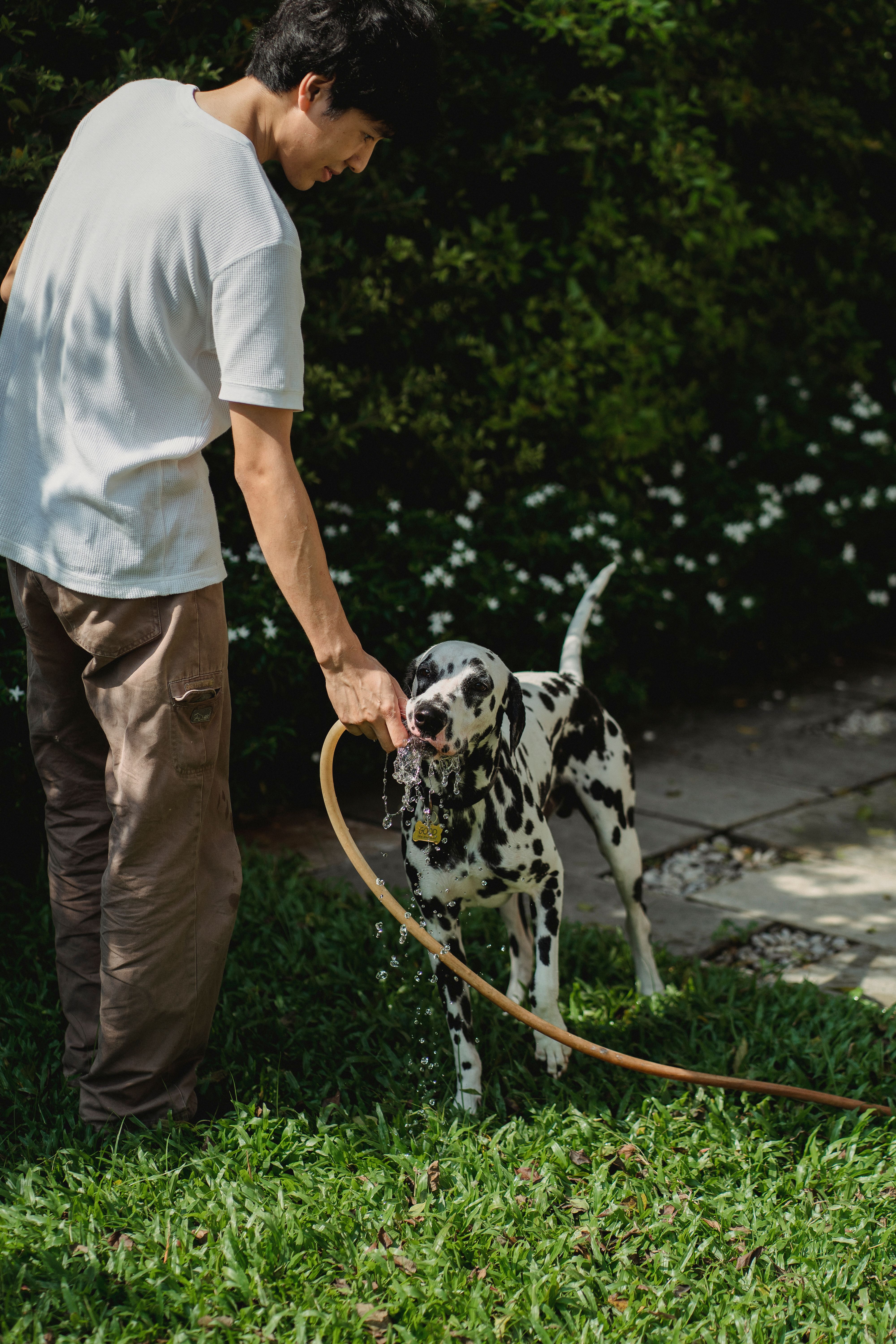 Man Playing with His Dalmatian Dog Outdoors · Free Stock Photo