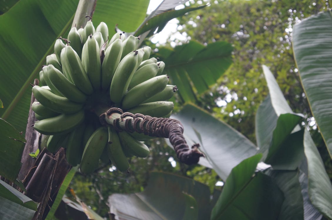 Free Stock Photo Of Banana Banana Leaf Bananas free-stock-photo-of-banana-banana-leaf-bananas