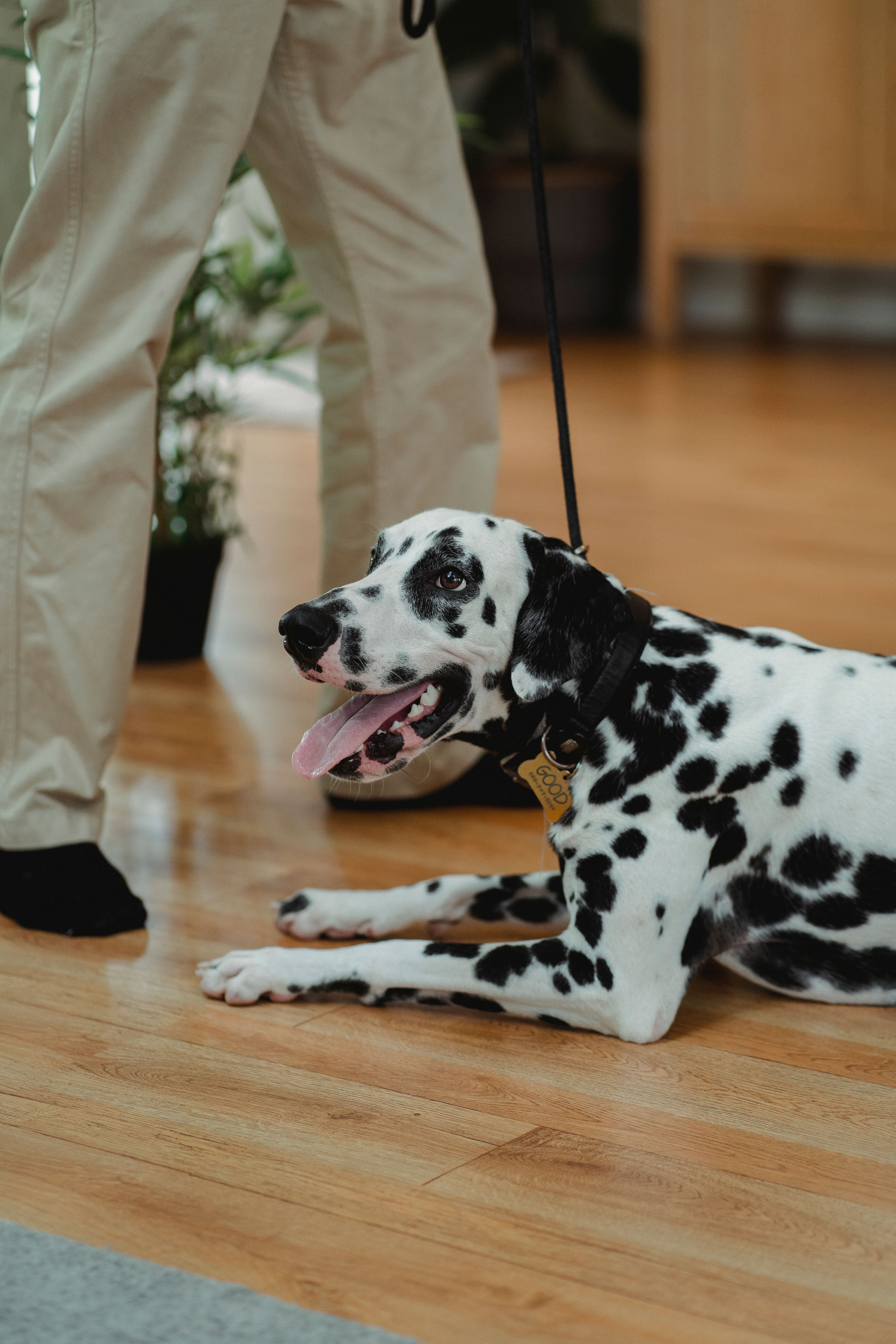 Danish Dog Photos, Download The BEST Free Danish Dog Stock Photos & HD ...