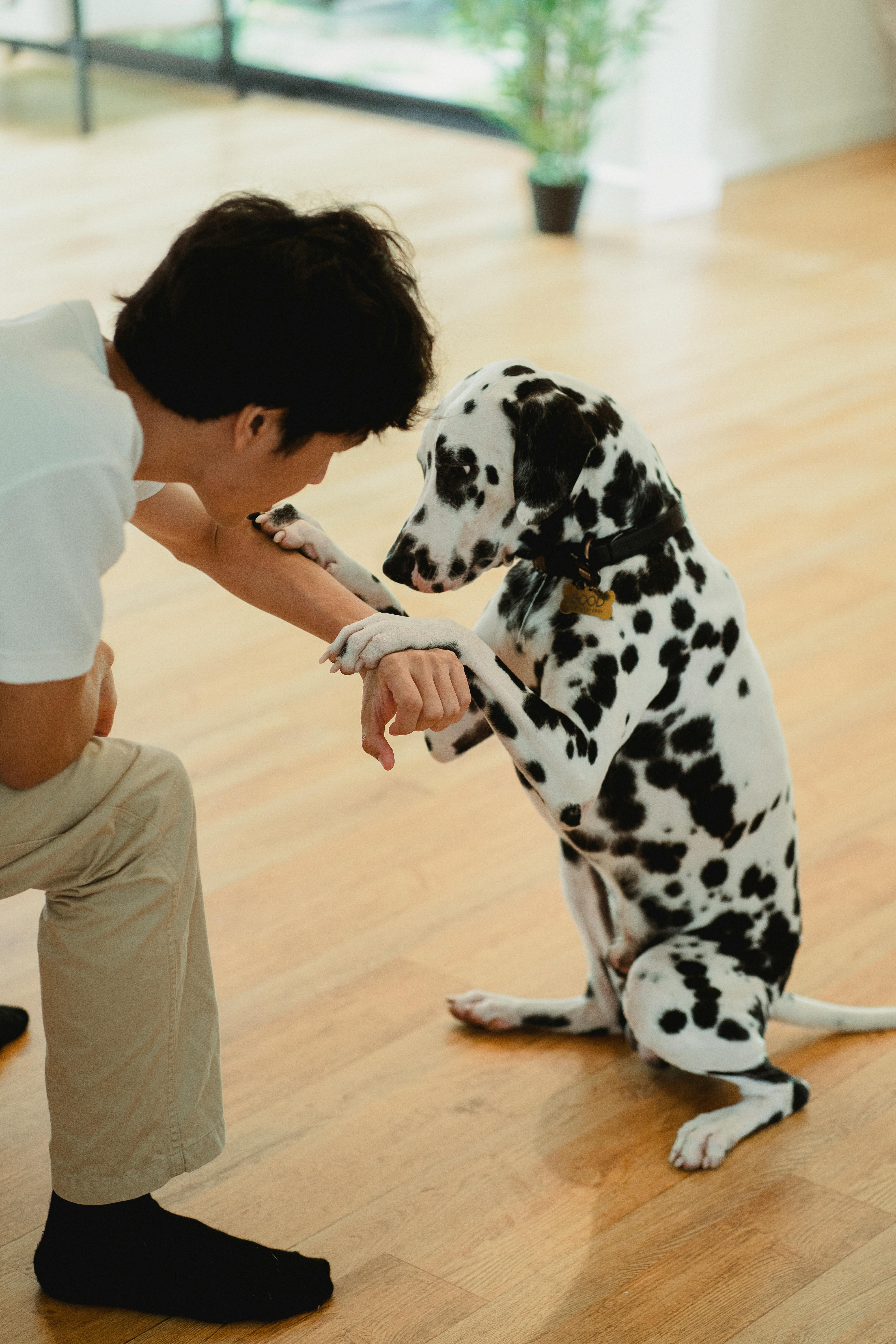 Man Talking with Dalmatian Dog · Free Stock Photo