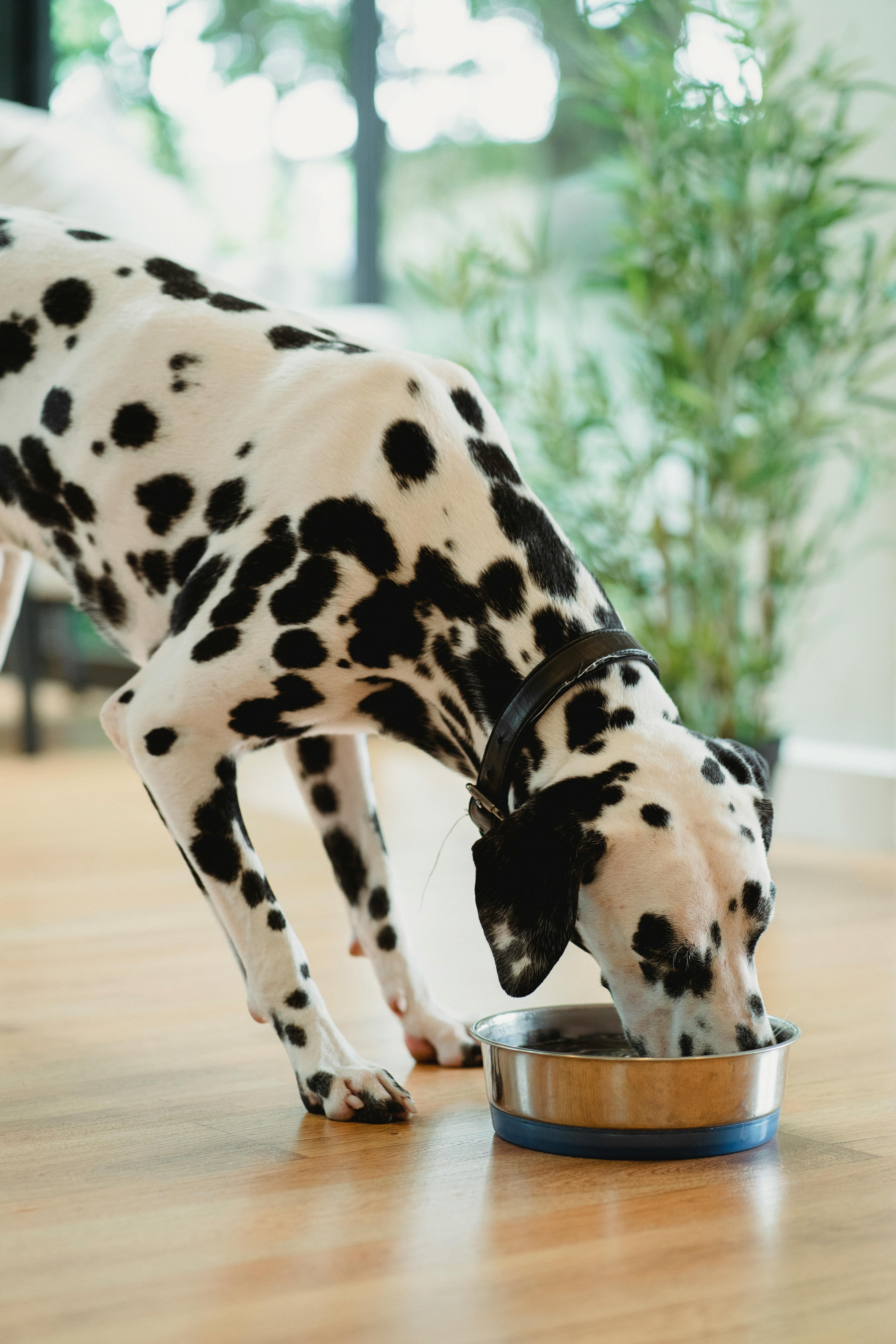 Dog Eating from a Bowl · Free Stock Photo