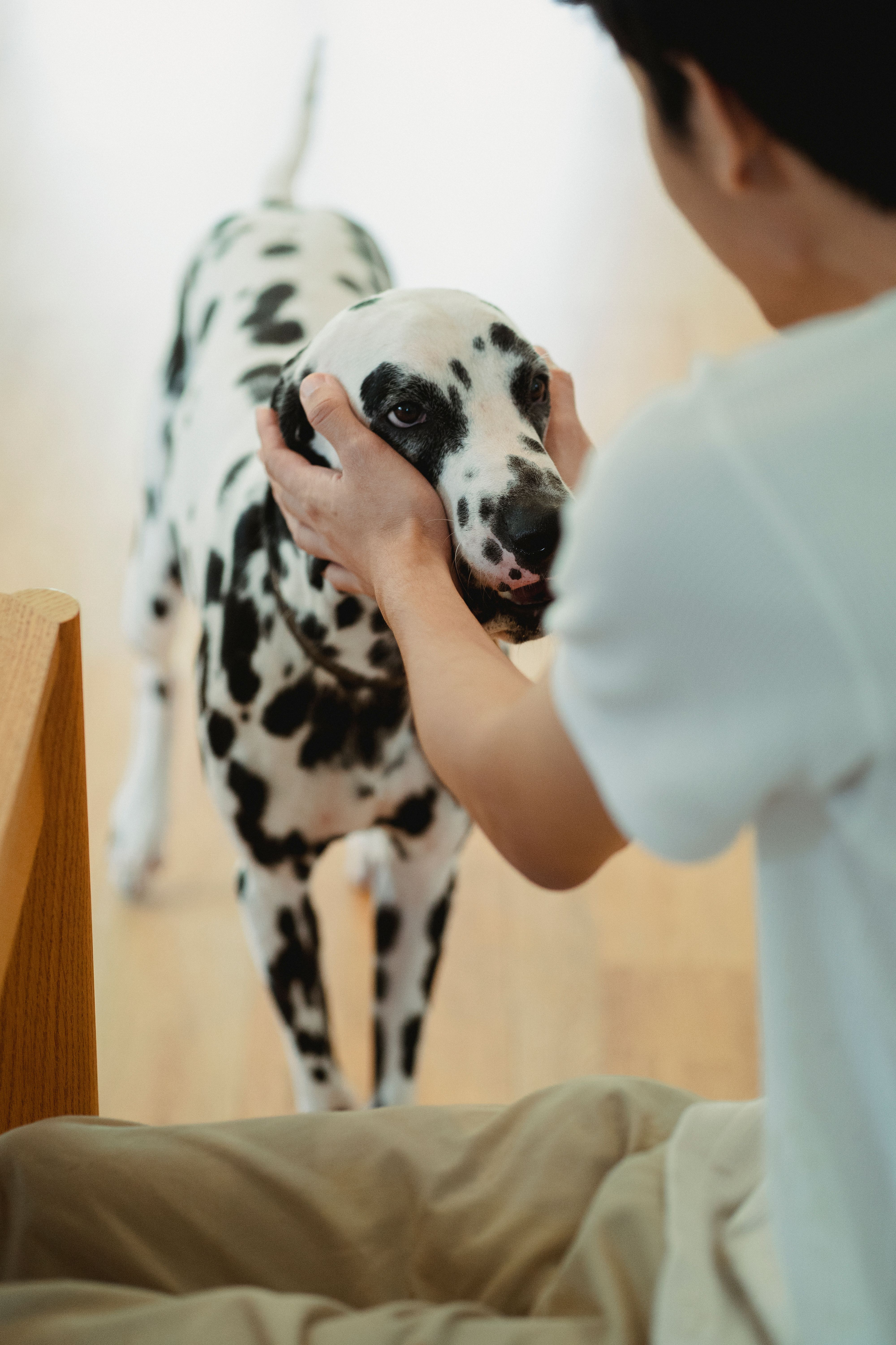 Close-up of Man Hugging Dalmatian Dog · Free Stock Photo