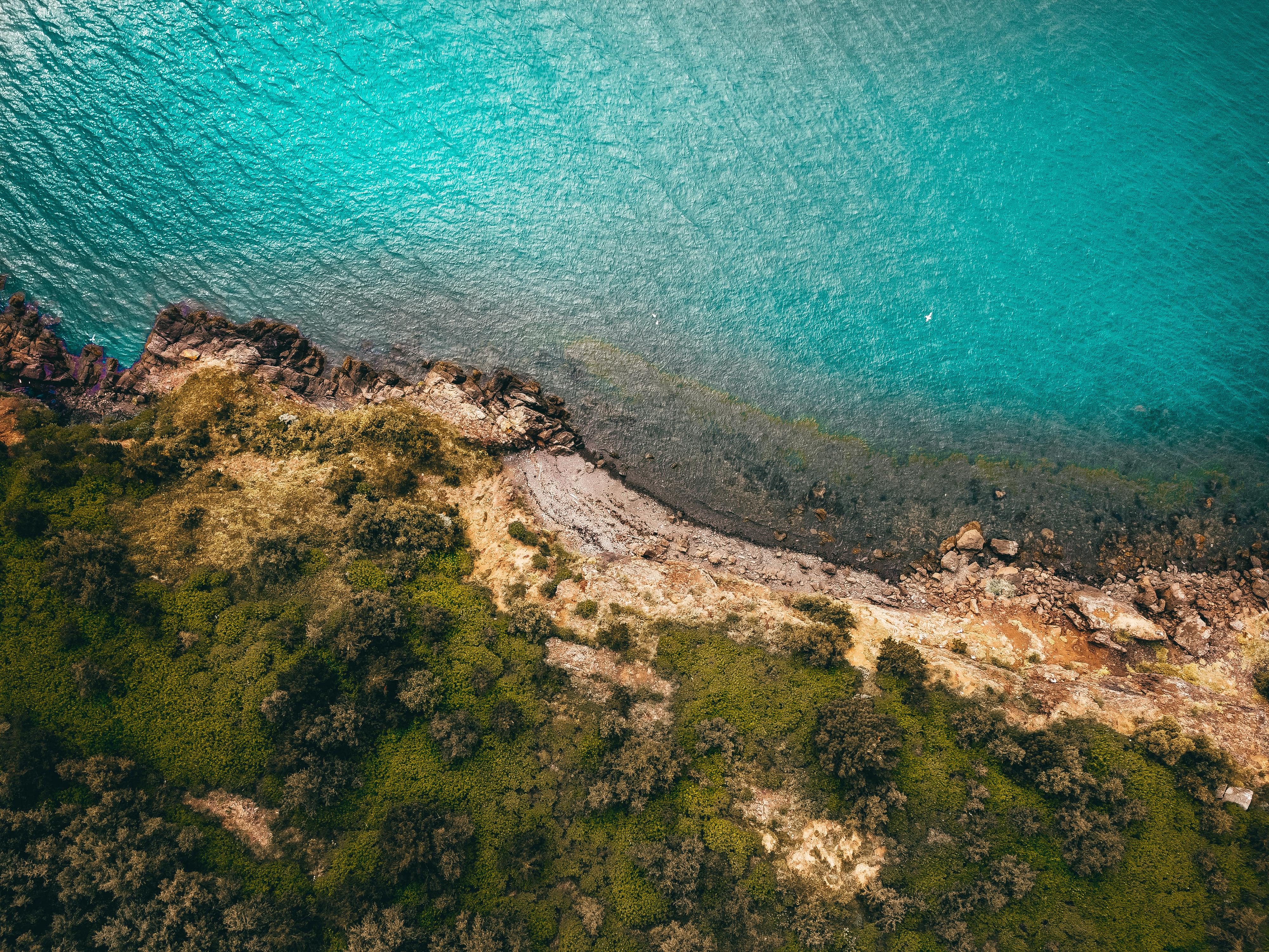 Green Trees Surrounding Body of Water · Free Stock Photo