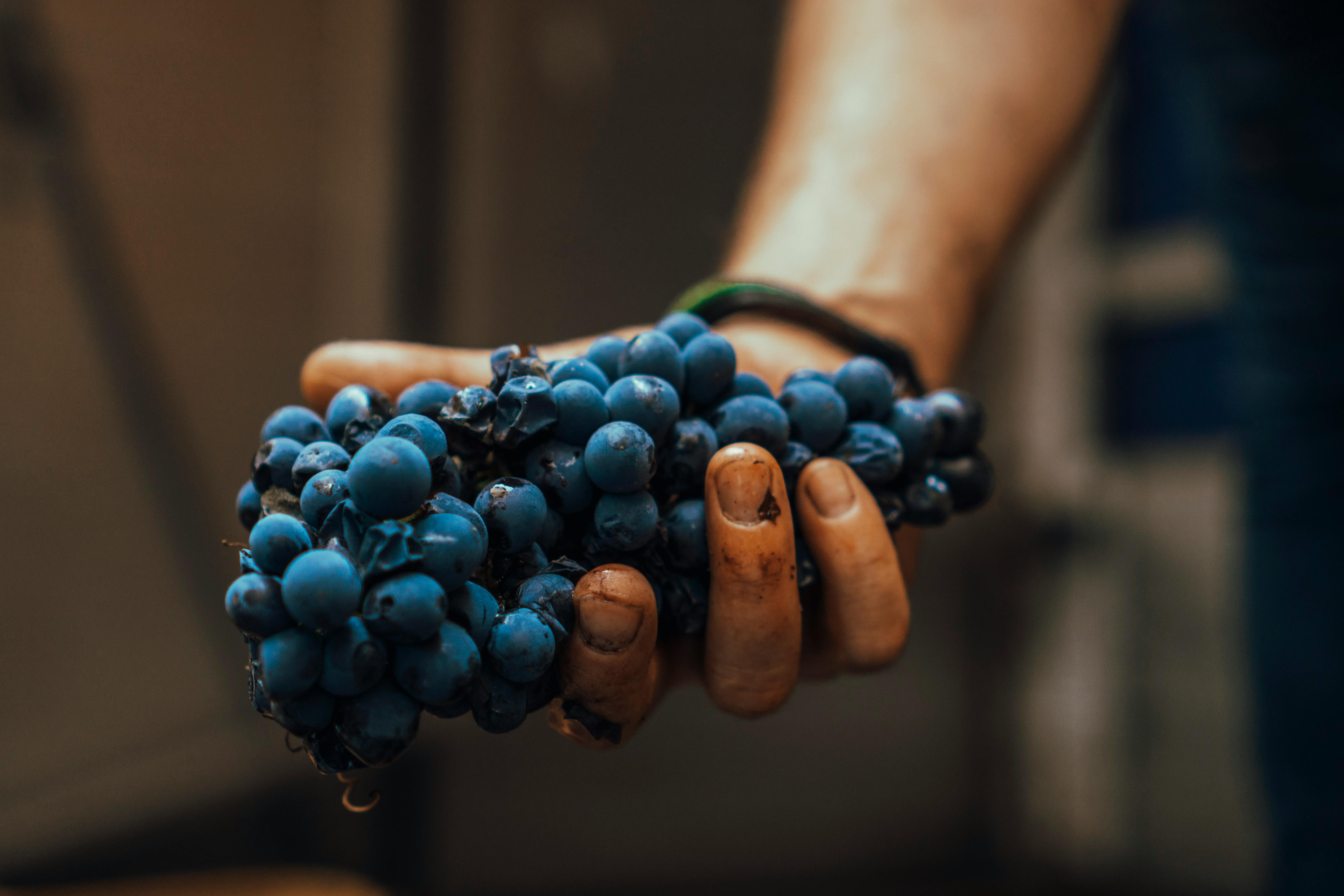 Person Holding Grapes · Free Stock Photo