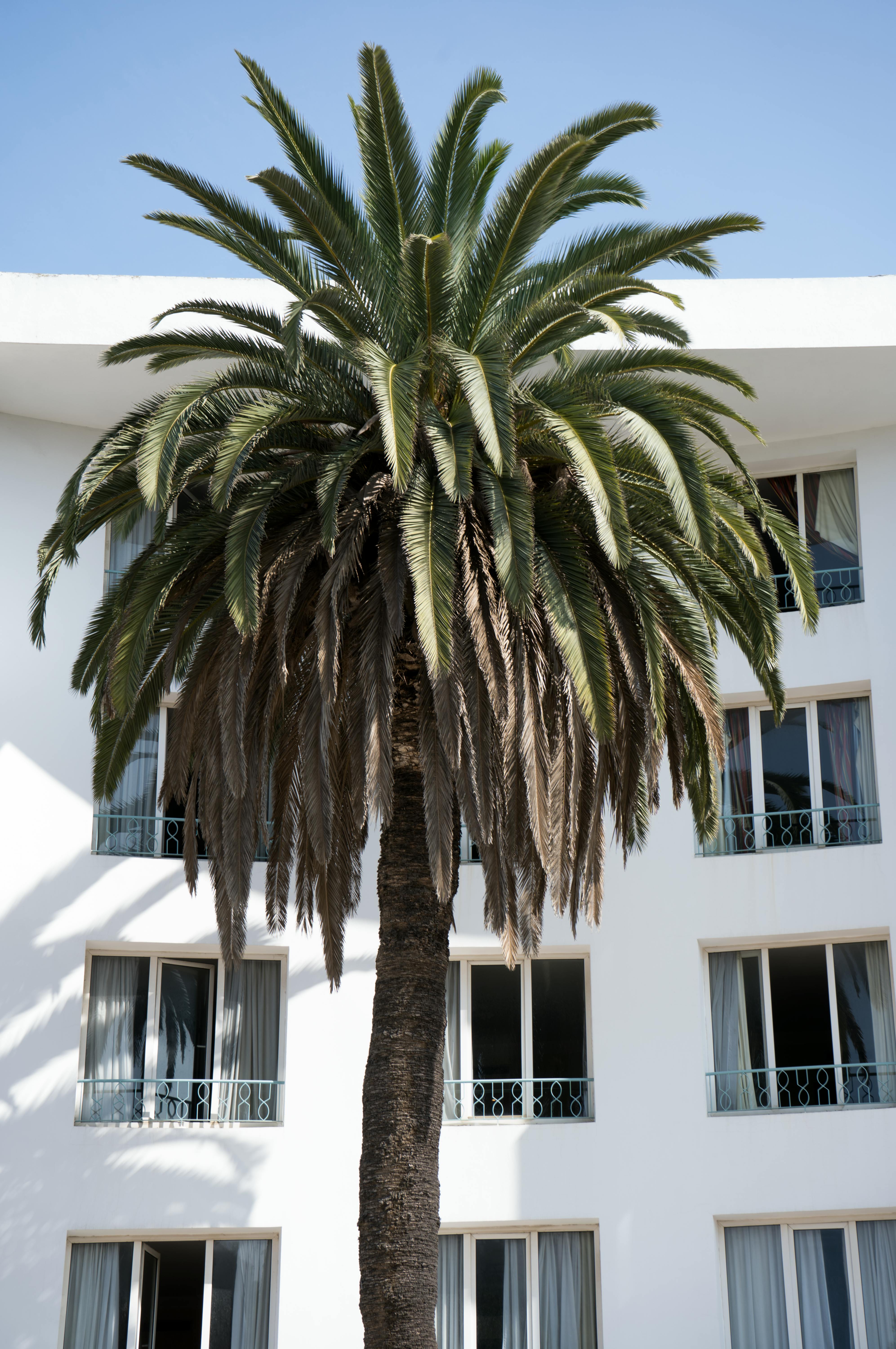 Green Palm Tree Near White Concrete Building · Free Stock Photo