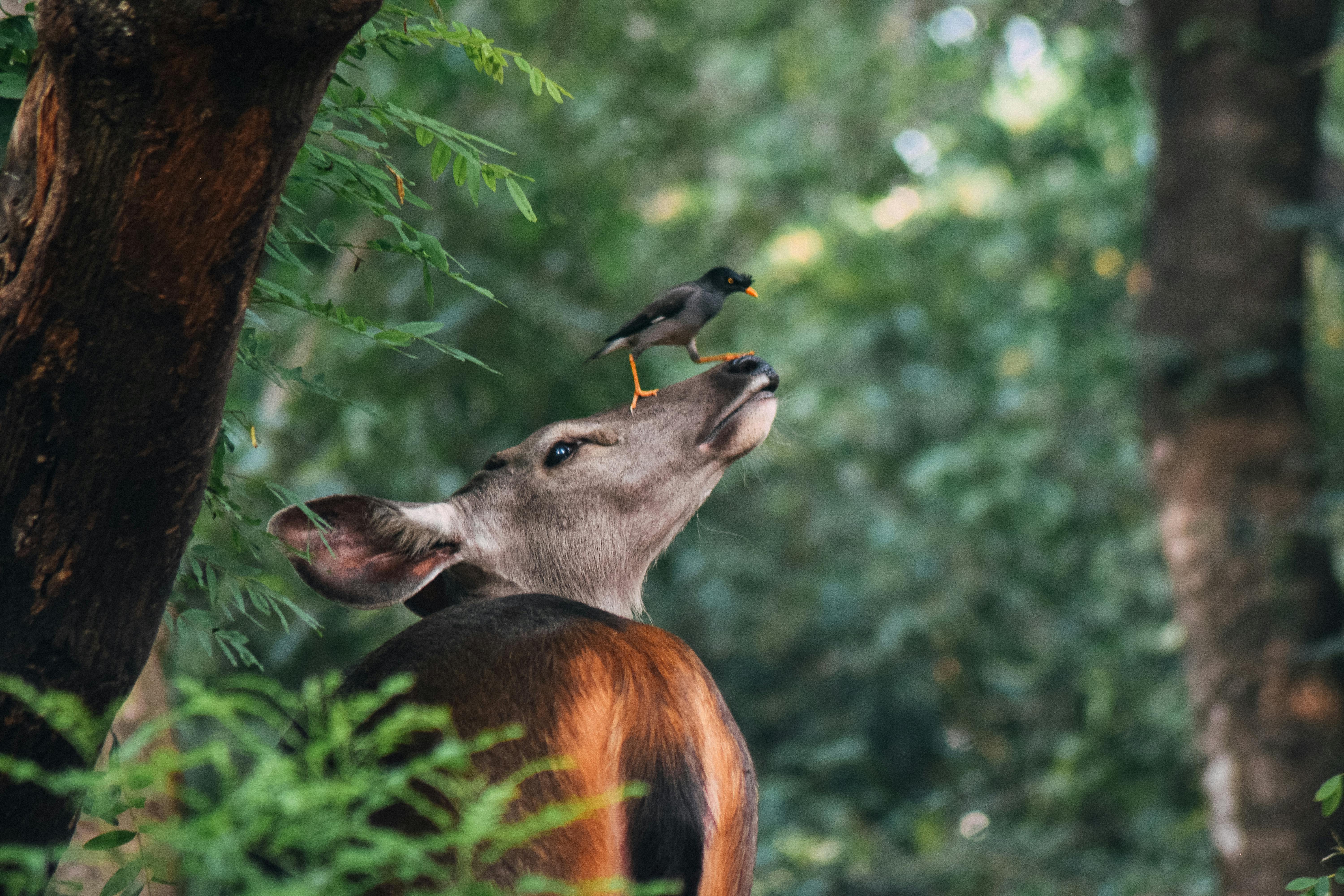 Crested Myna Meat Photos, Download The BEST Free Crested Myna Meat ...