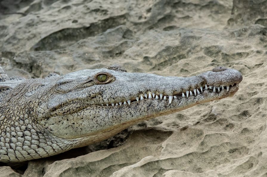 Are crocodiles freshwater or saltwater and their habitats?