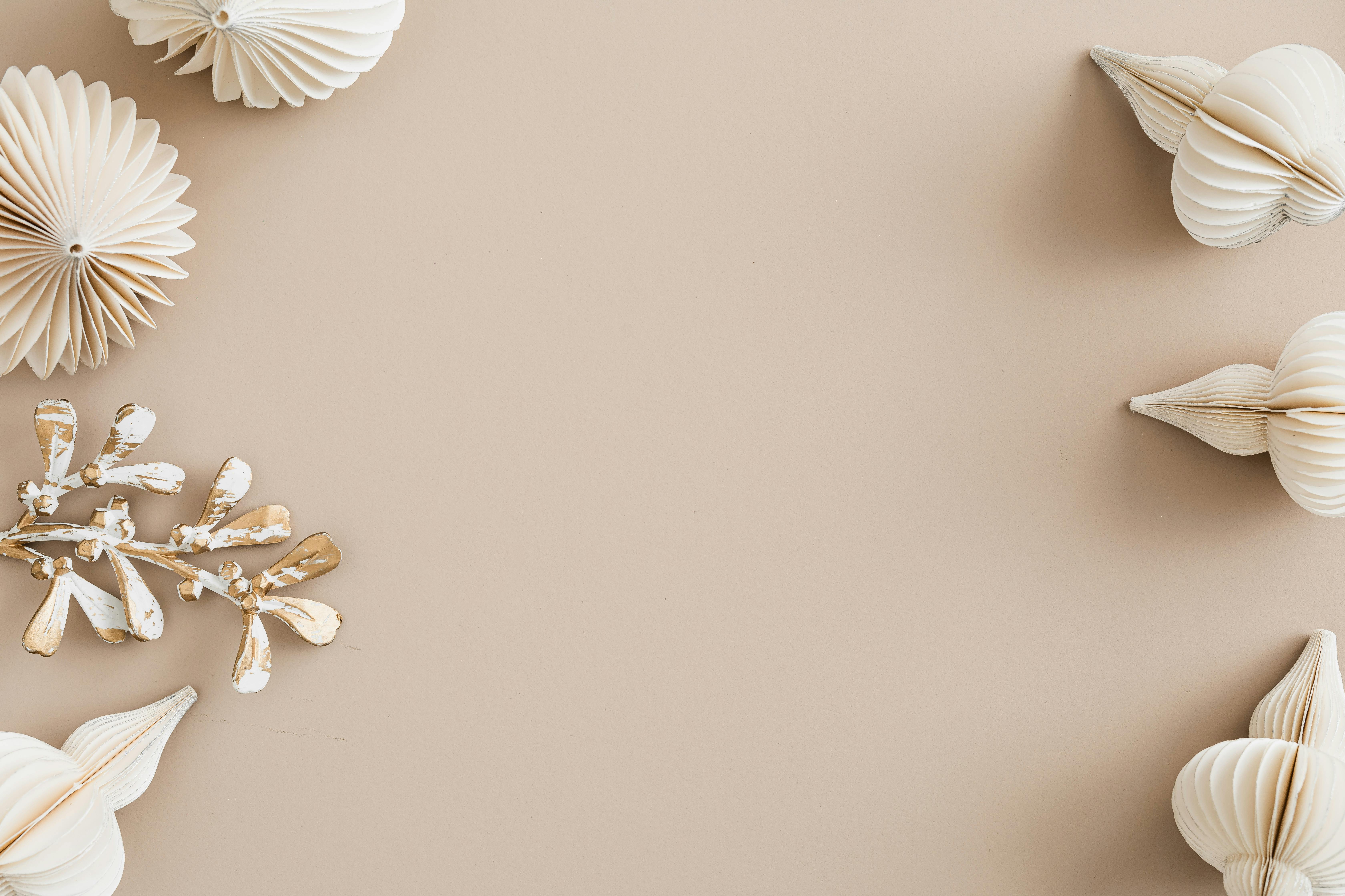 Seashells on a Simple Background · Free Stock Photo