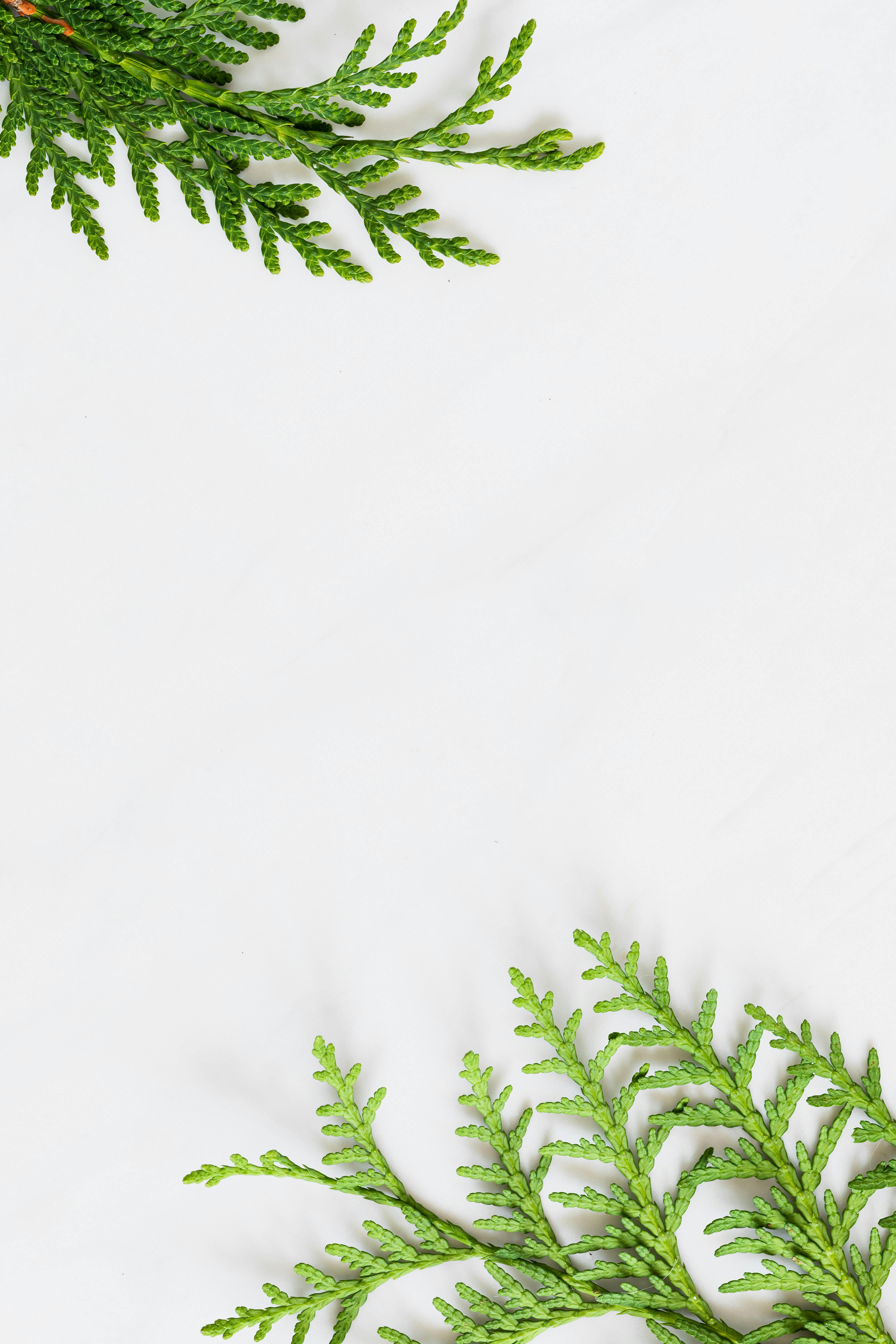 8k Background Studio Green Ground Photos, Download The BEST Free 8k ...