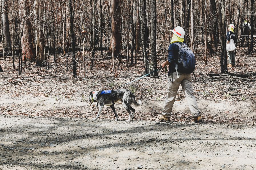 Dog Rescue Groups in Raleigh NC Help Pets Find Forever Homes