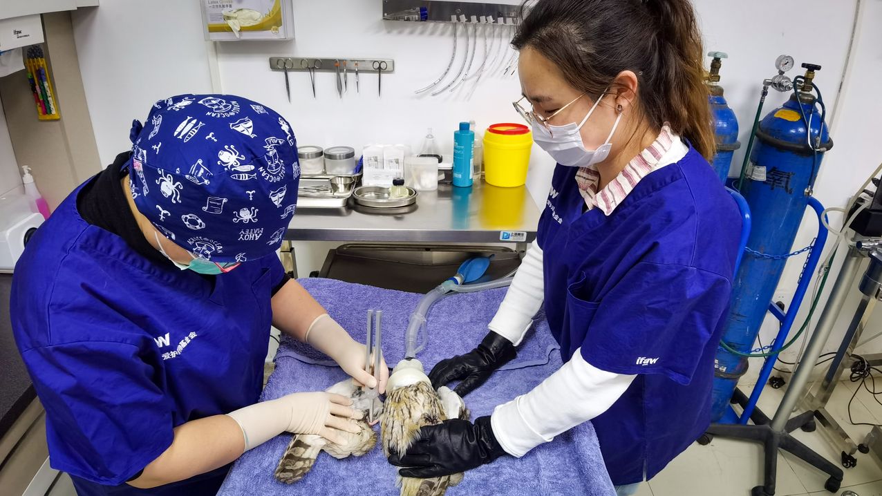 Developing Key Skills of a Veterinary Technician in Practice