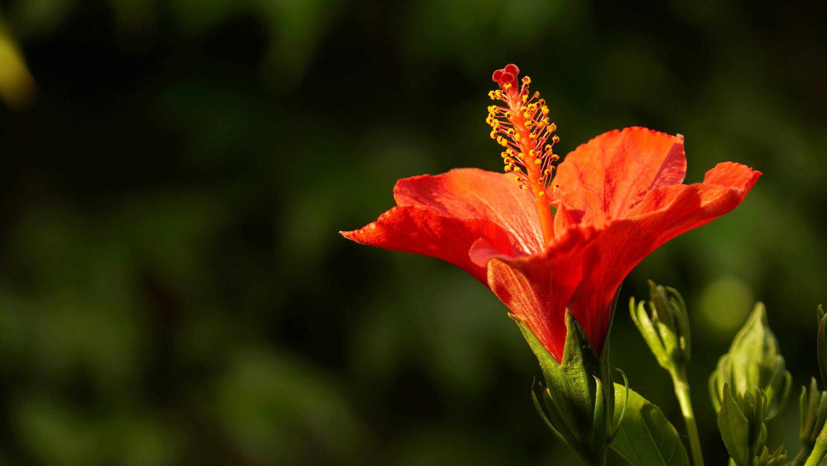 Red Jasmine Flower · Free Stock Photo
