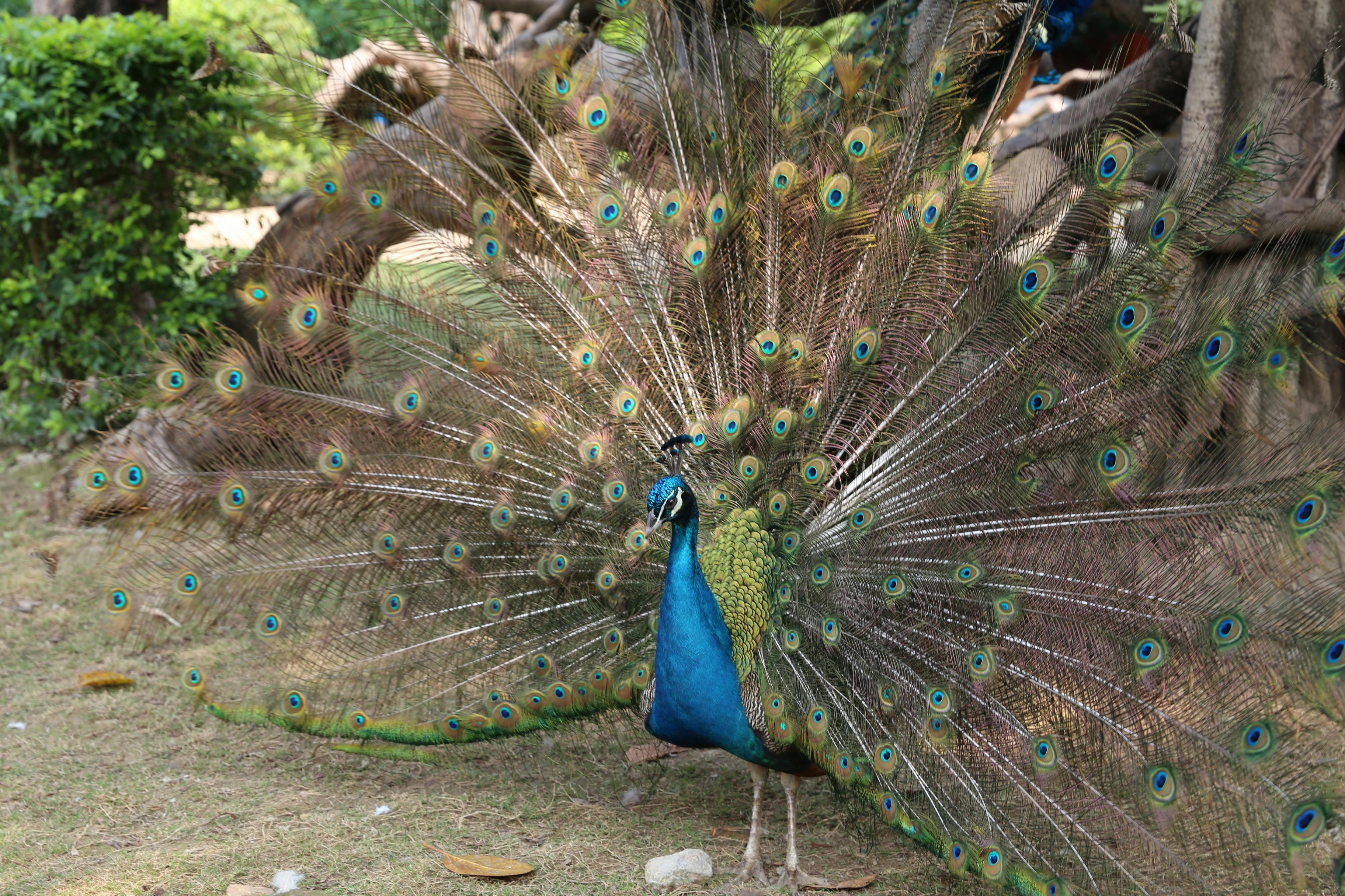 Colorful Peacock · Free Stock Photo