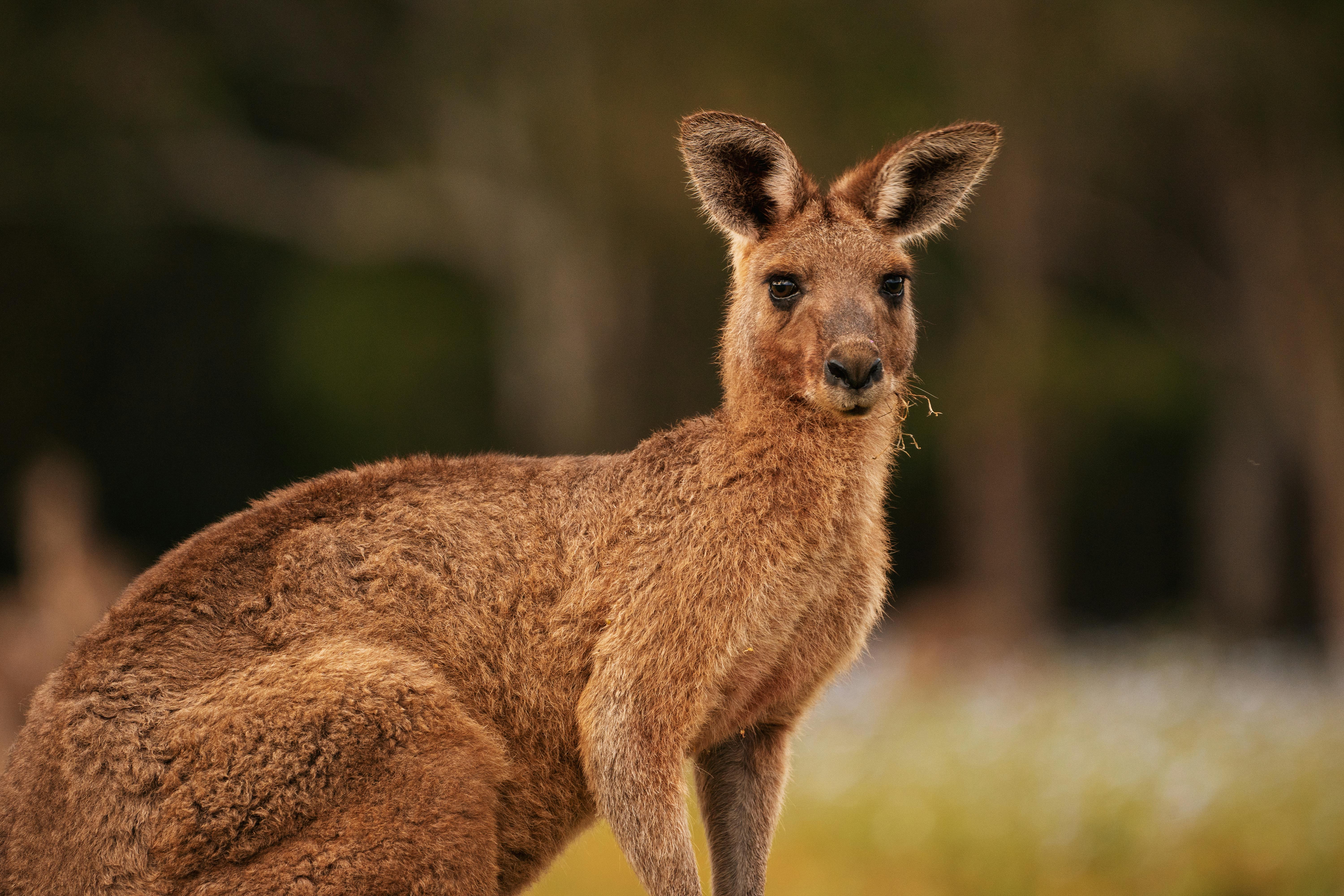 Darmowe zdjęcie z kategorii bilon, brązowy, chordate.