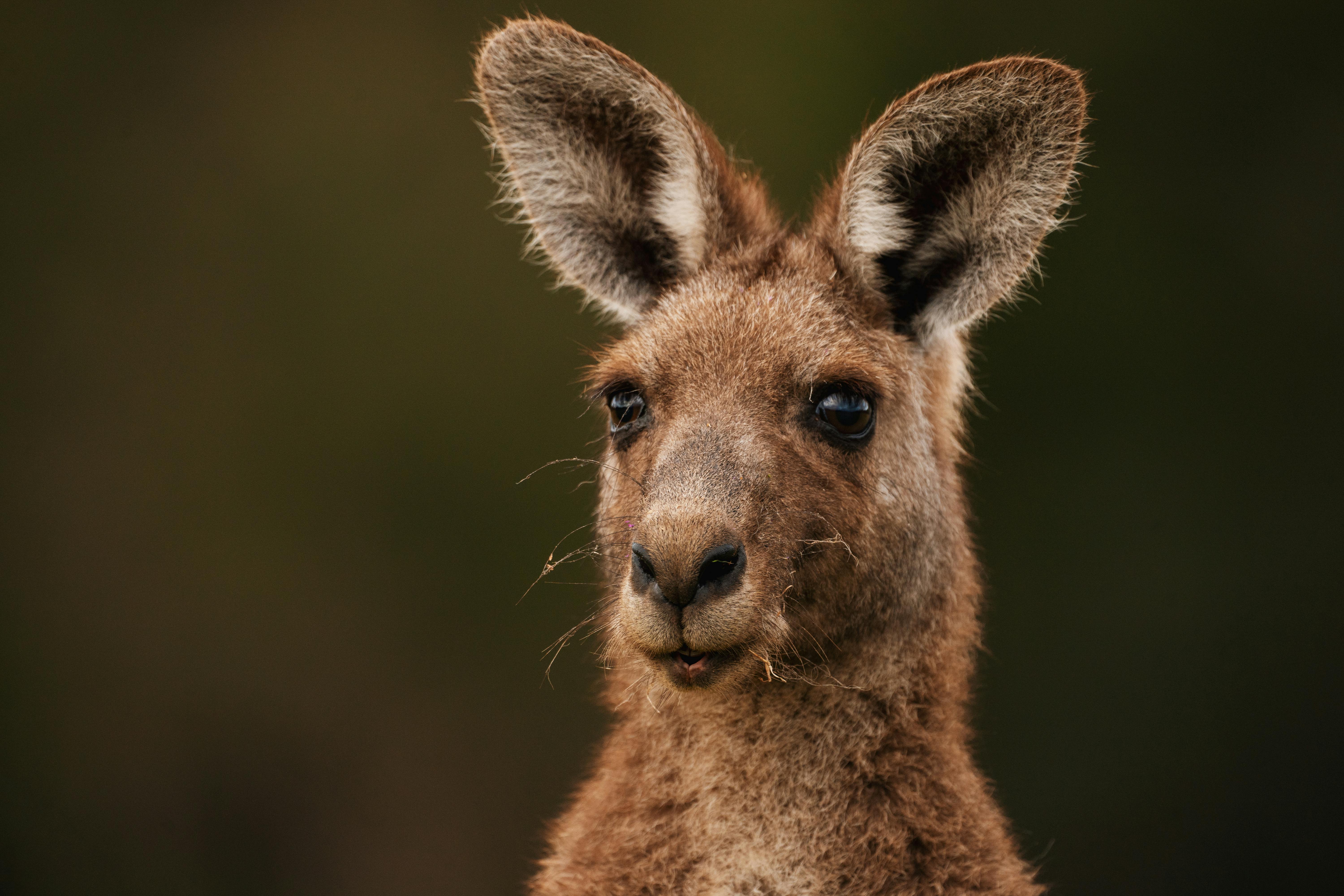 Darmowe zdjęcie z kategorii bilon, brązowy, chordate.