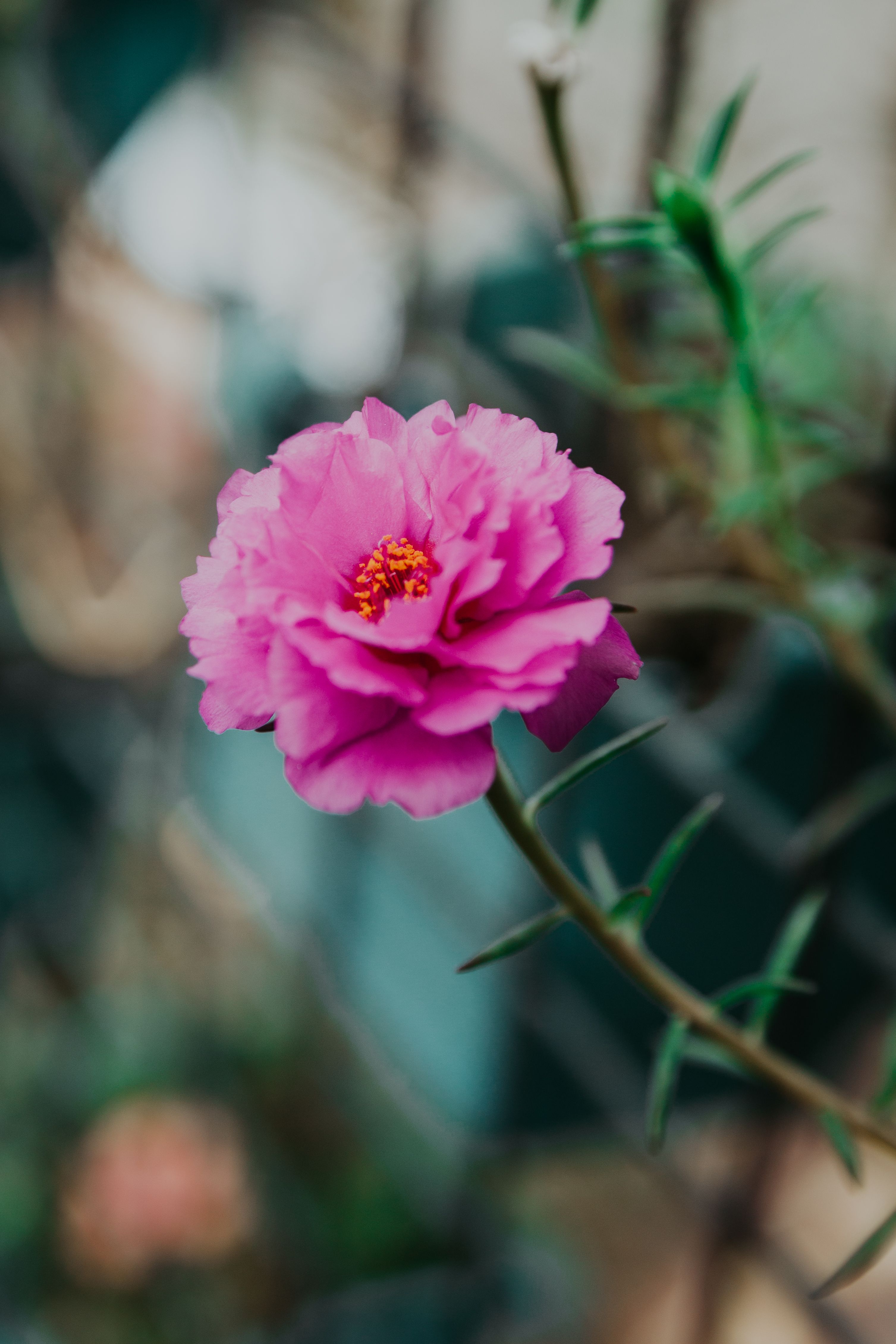 Macro Photography of Pink Flower · Free Stock Photo