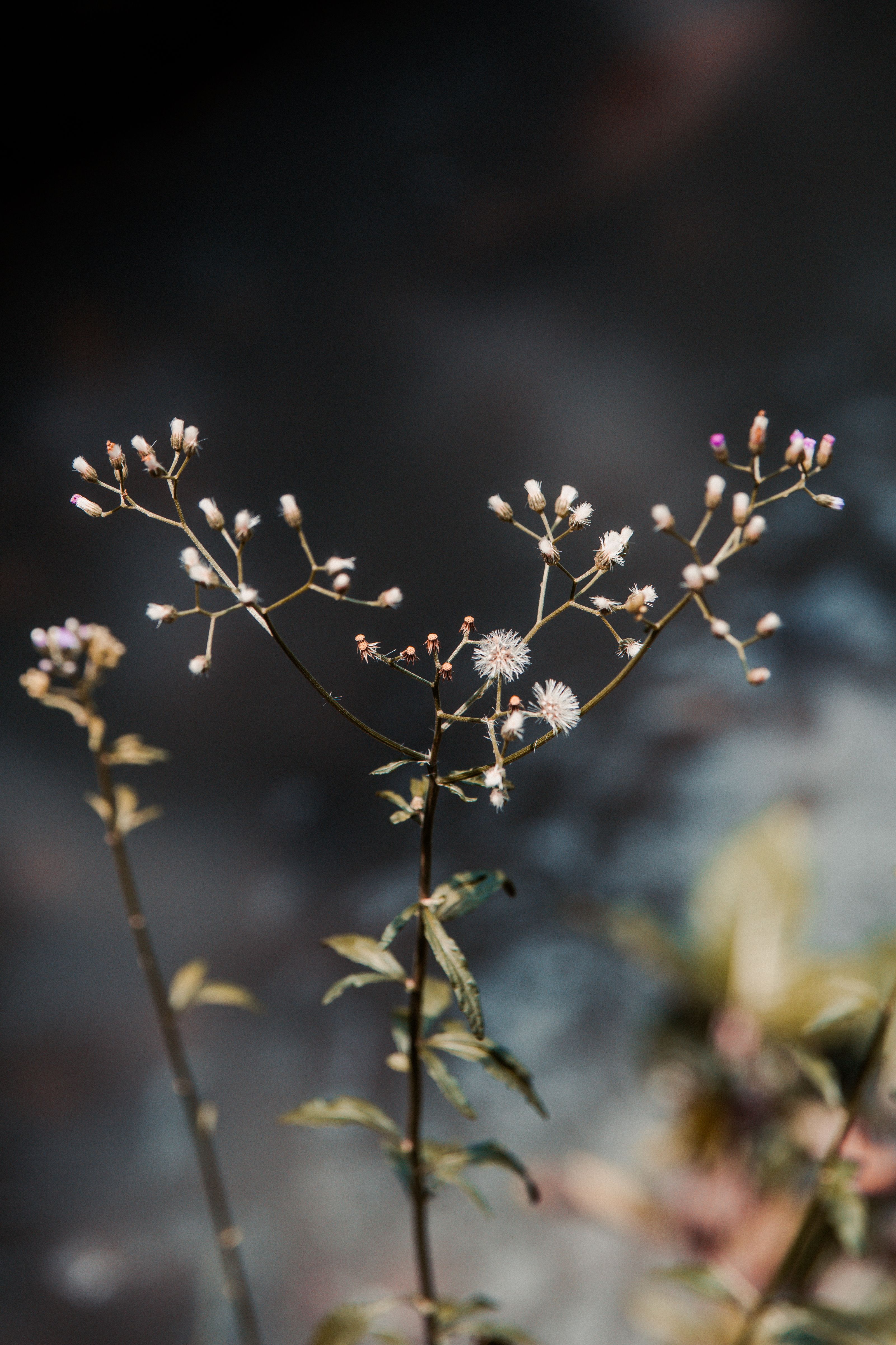 White Angel S Breath Flowers Free Stock Photo