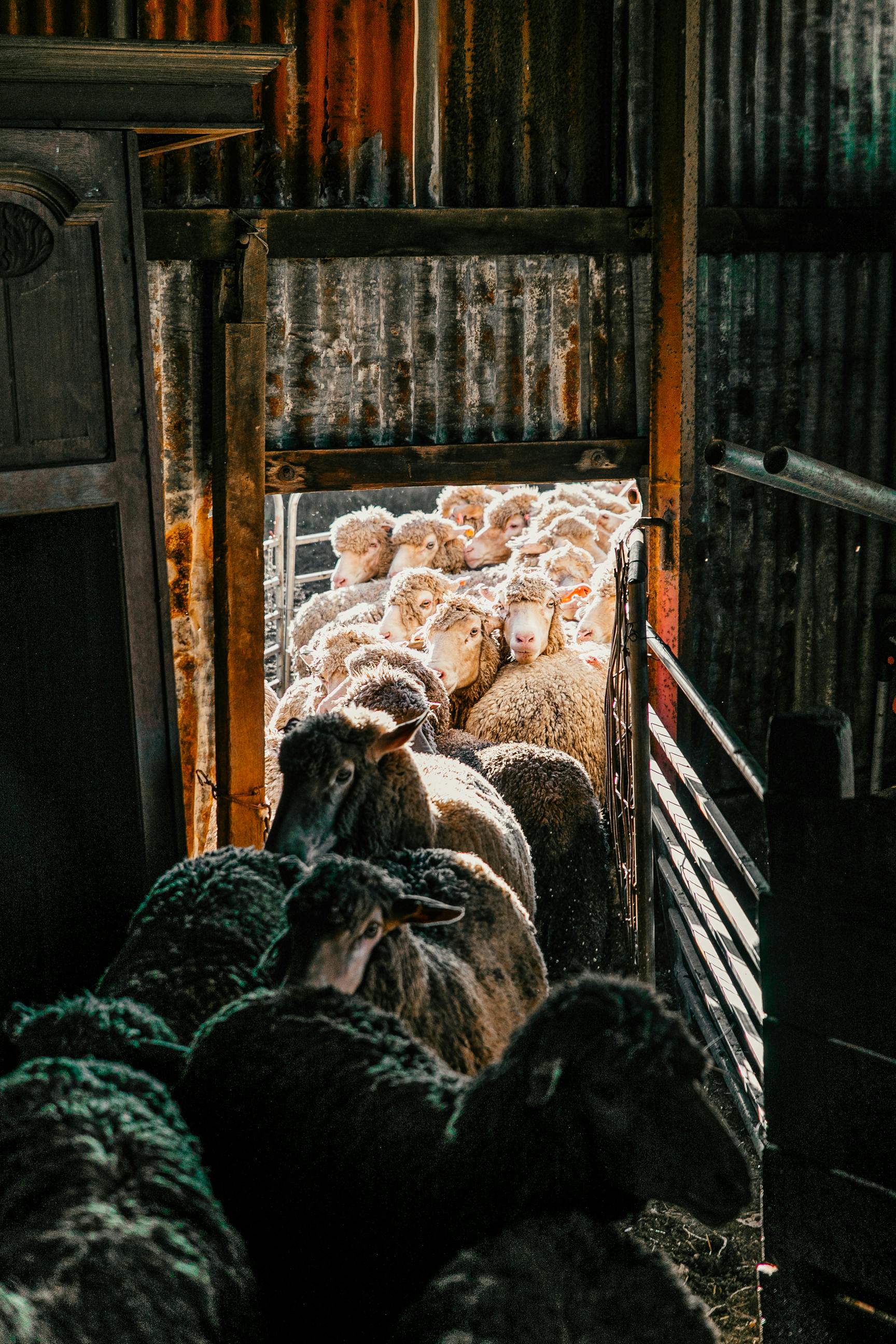 Domestic sheep entering shabby barn after pasturing · Free Stock Photo