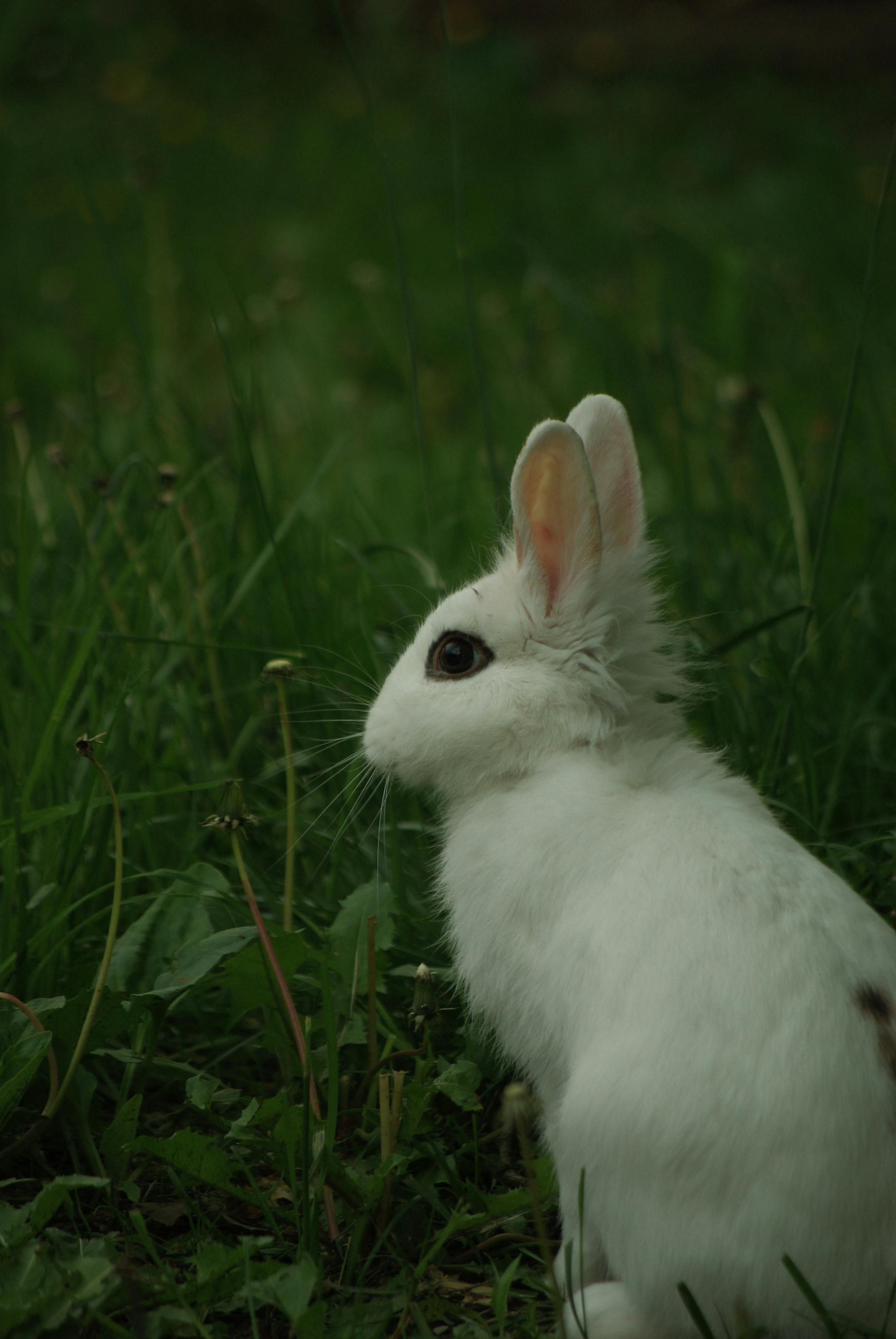 Bunny Photos, Download The BEST Free Bunny Stock Photos & HD Images
