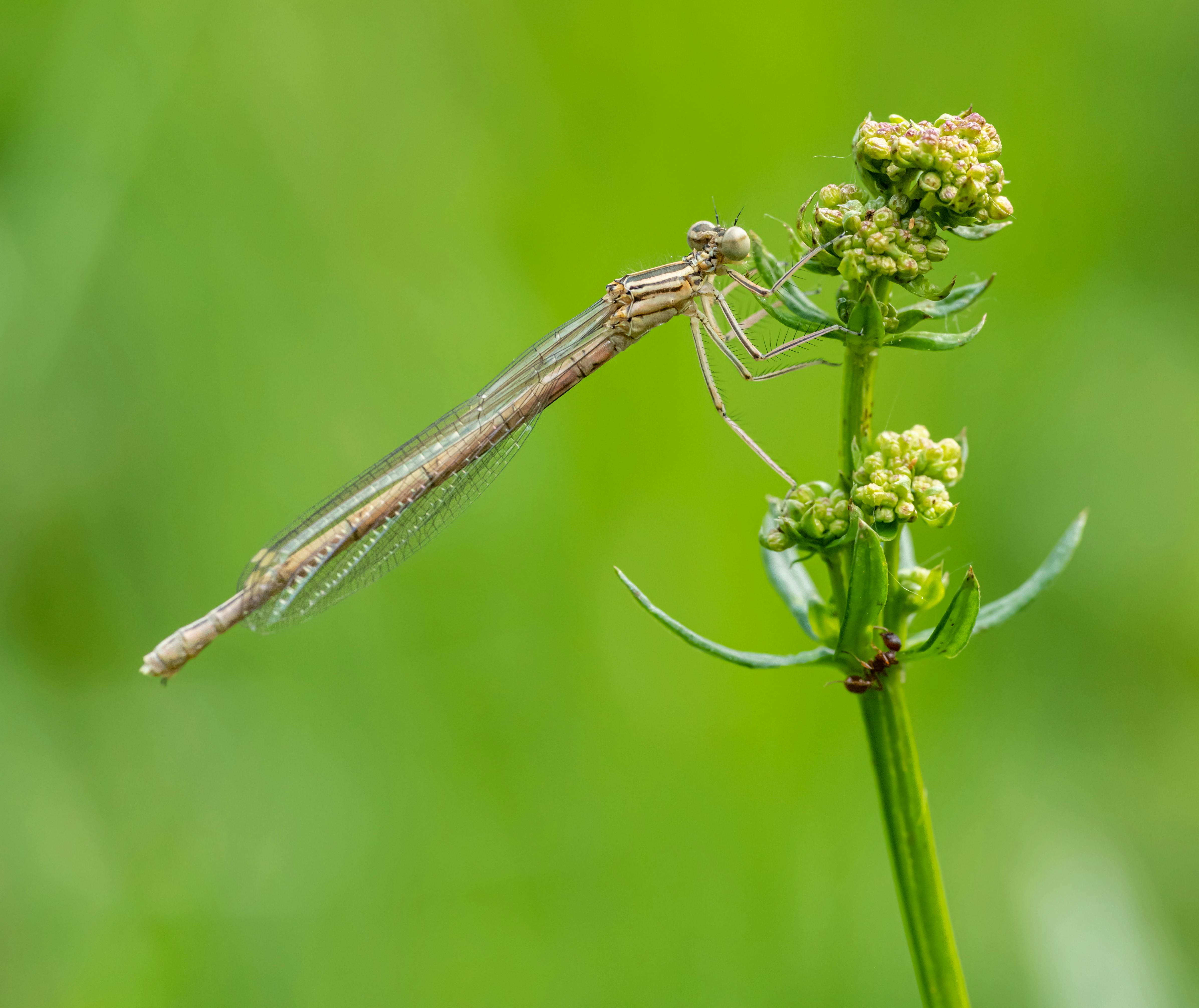 Foto de stock gratuita sobre al aire libre, caballito del diablo ...